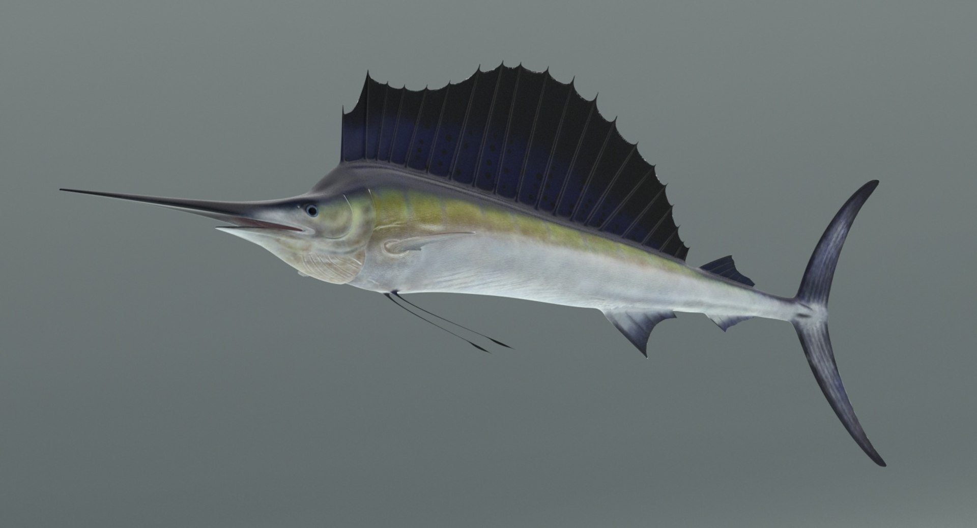 Sailfish Fish 3D Model - TurboSquid 1154690