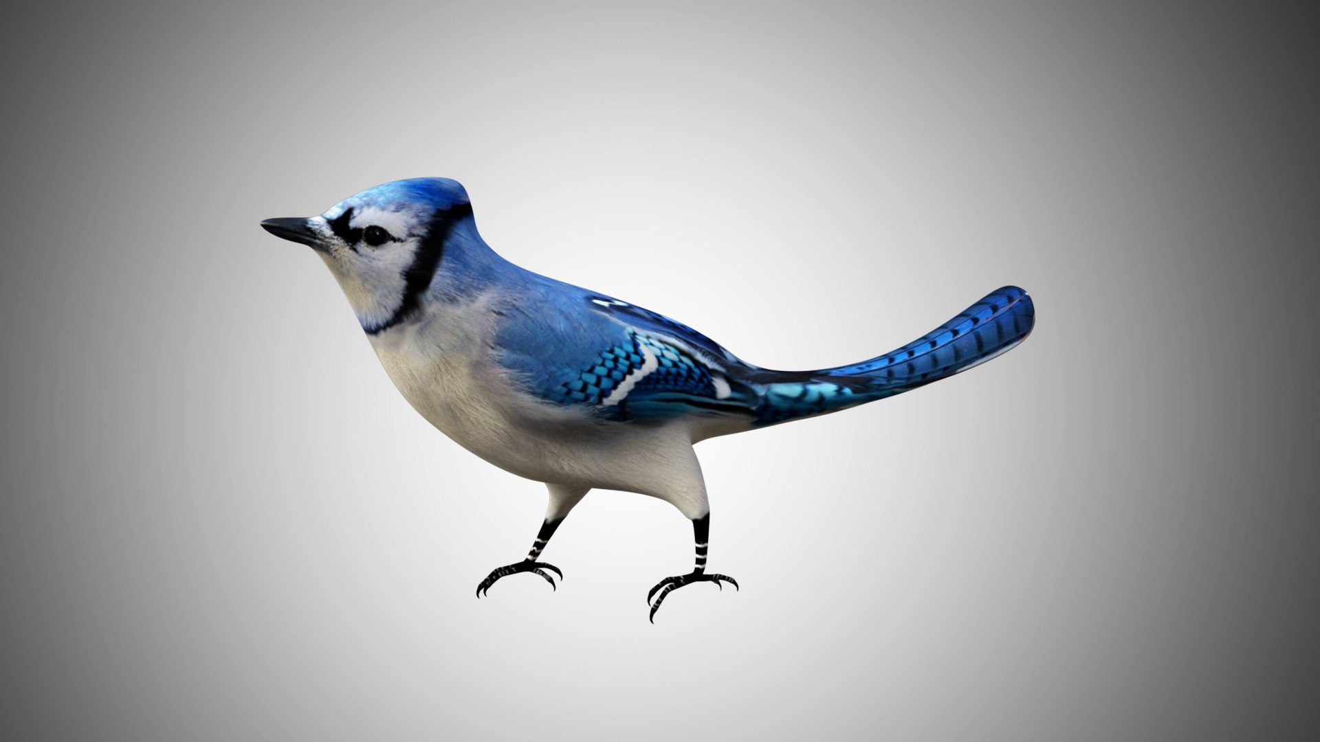3D model bluejay jay blue - TurboSquid 1616425