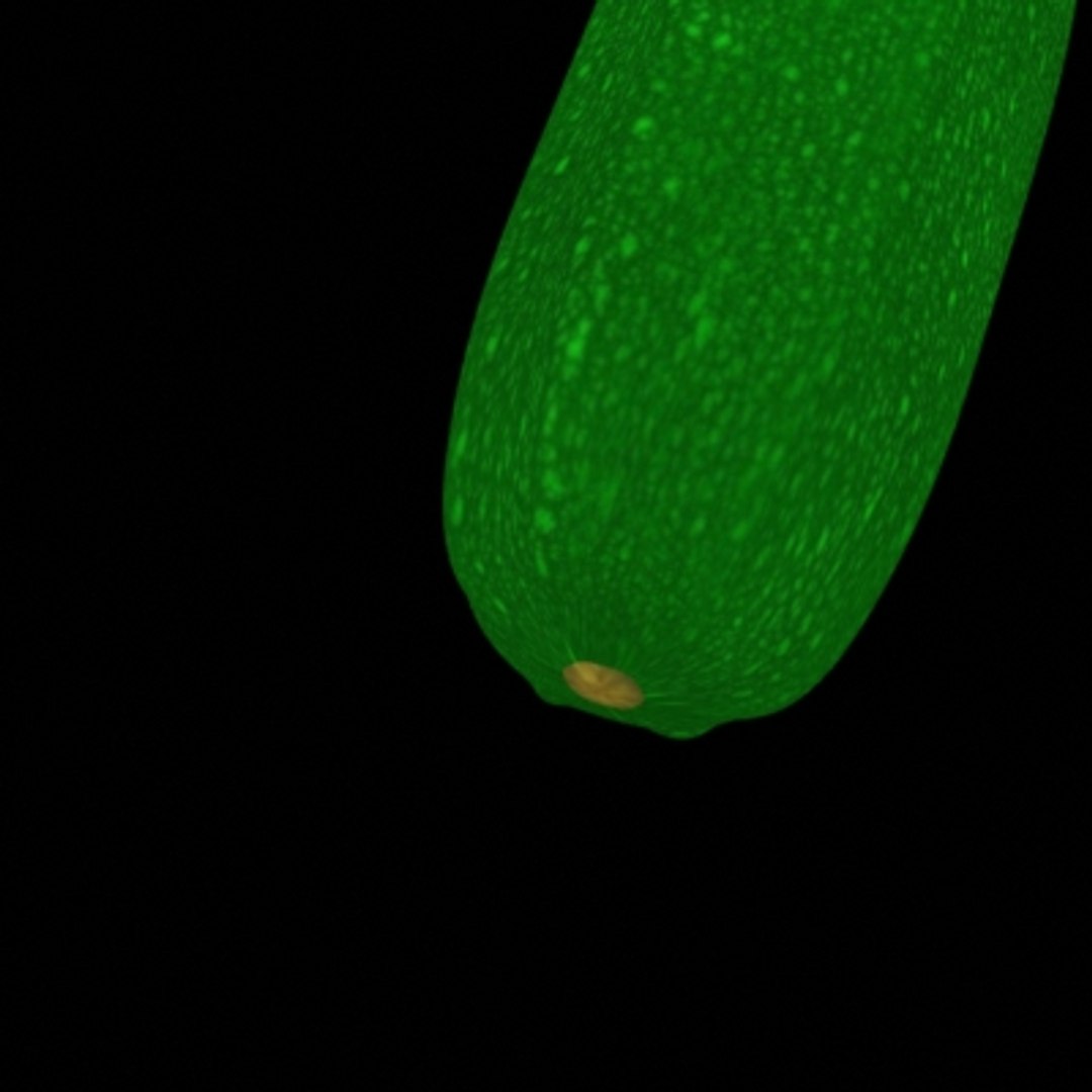 Zucchini Vegetable Dxf