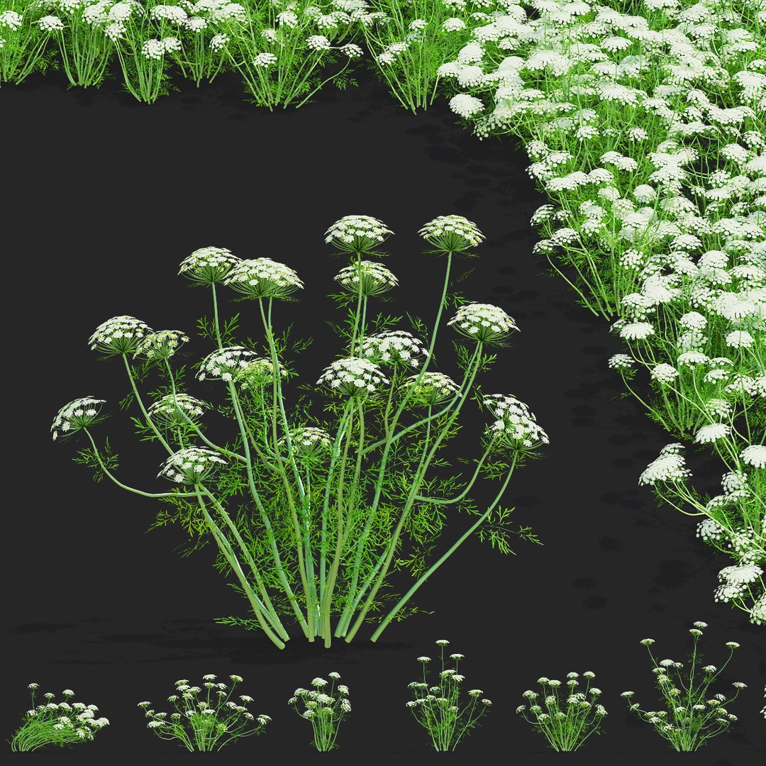 Ammi Visnaga Flower Model - TurboSquid 2019431