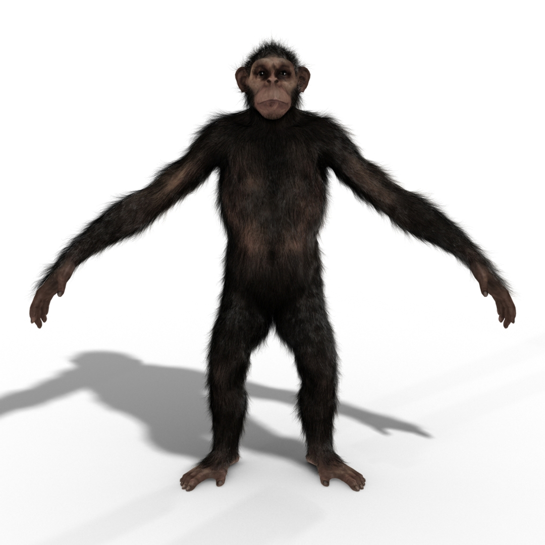 Ape chimp chimpanzee 3D model - TurboSquid 1353872