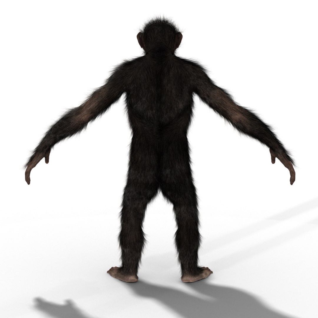 Ape Chimp Chimpanzee 3D Model - TurboSquid 1353872