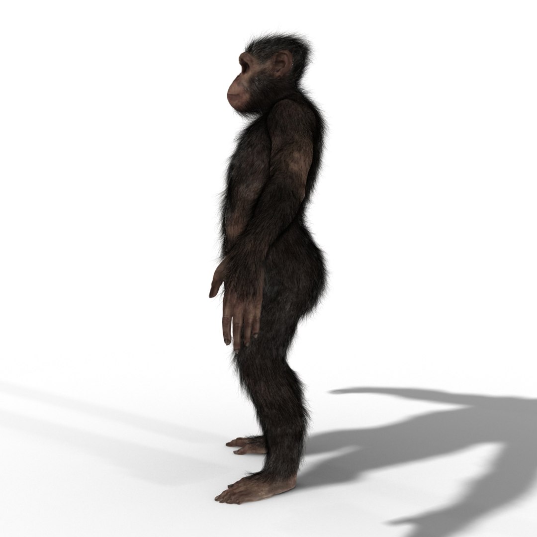 Ape Chimp Chimpanzee 3D Model - TurboSquid 1353872