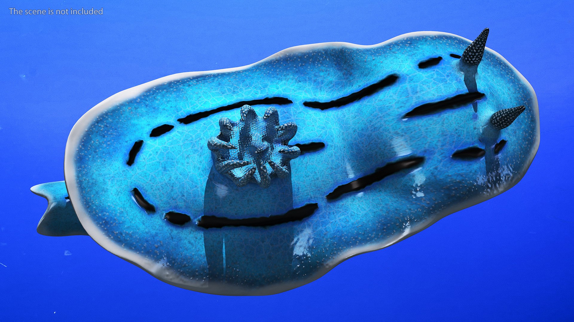 3D Blue Nudibranch Mollusk - TurboSquid 2185902