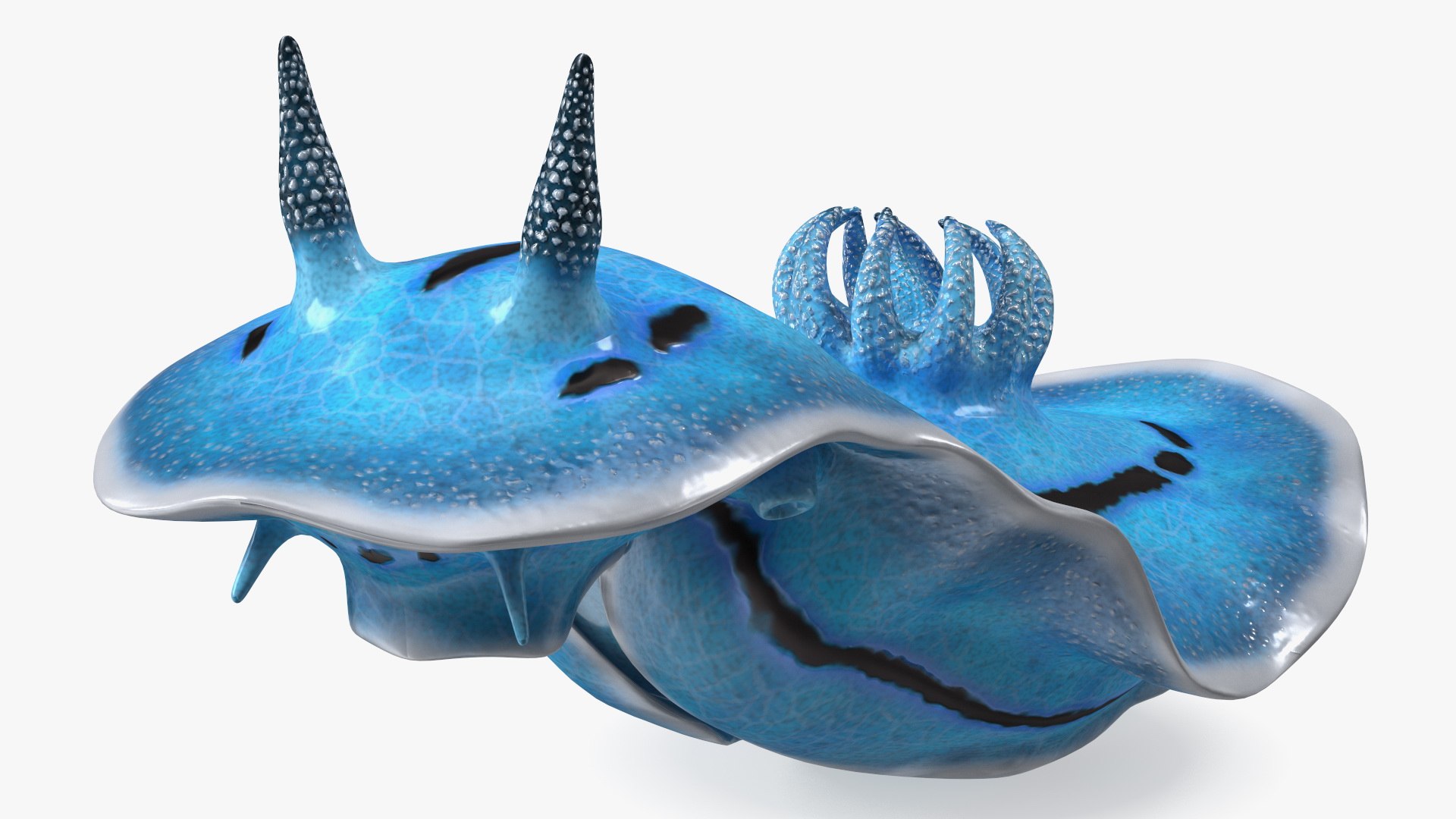 3D Blue Nudibranch Mollusk - TurboSquid 2185902