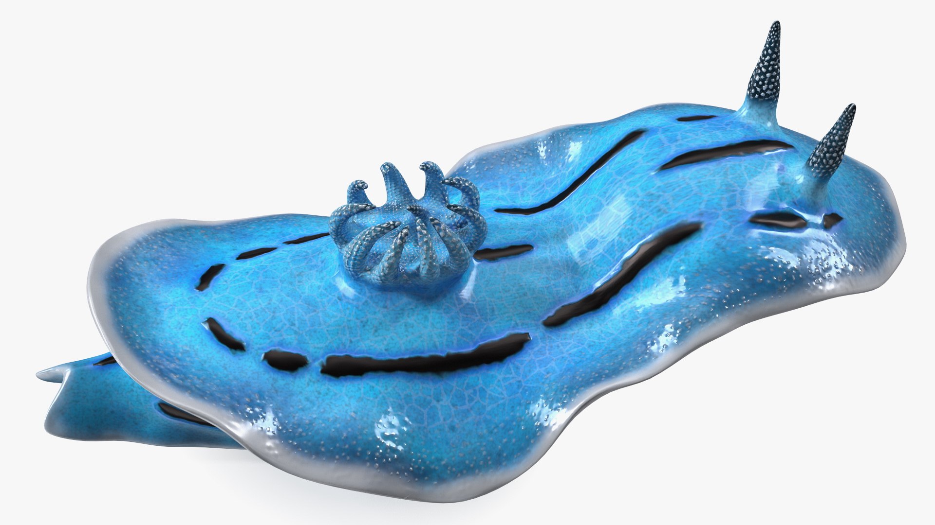 3D Blue Nudibranch Mollusk - TurboSquid 2185902