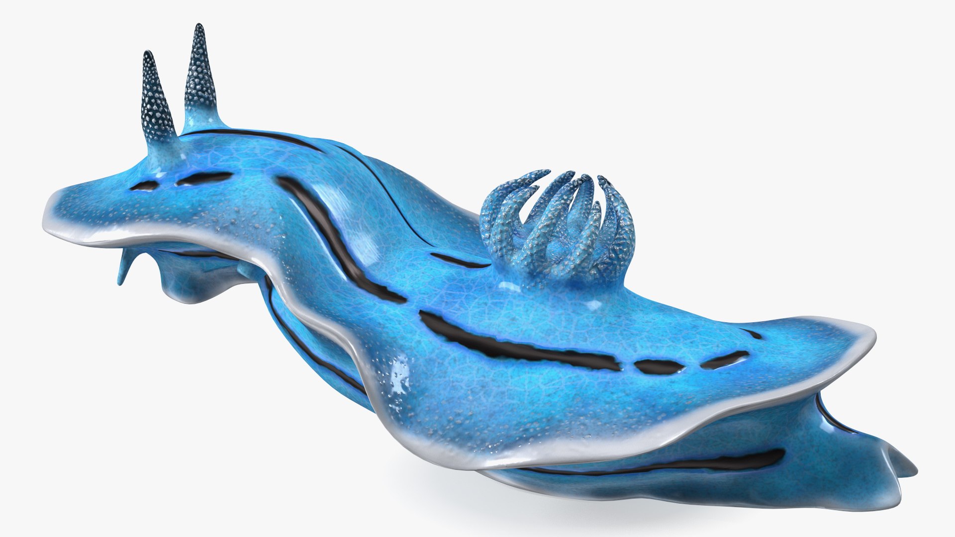 3D Blue Nudibranch Mollusk - TurboSquid 2185902
