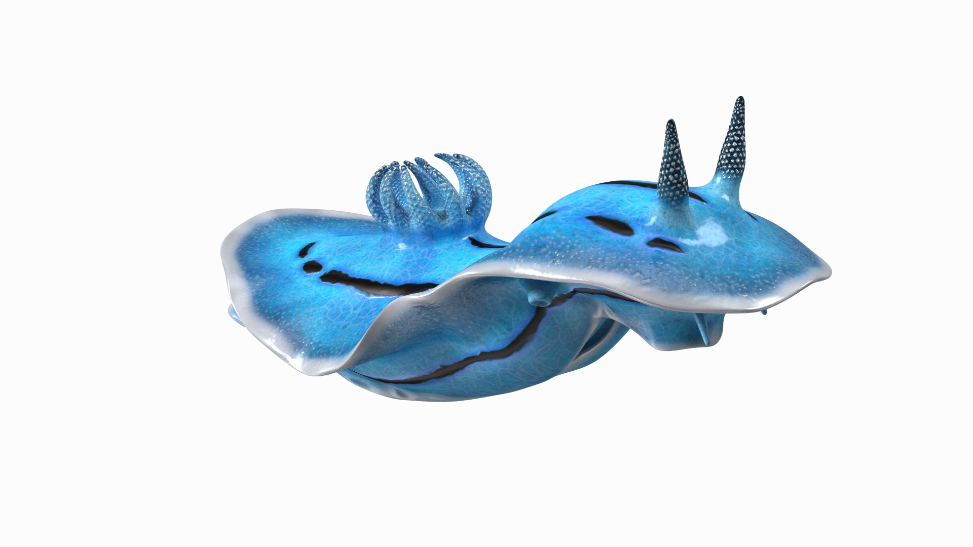 3D Blue Nudibranch Mollusk - TurboSquid 2185902