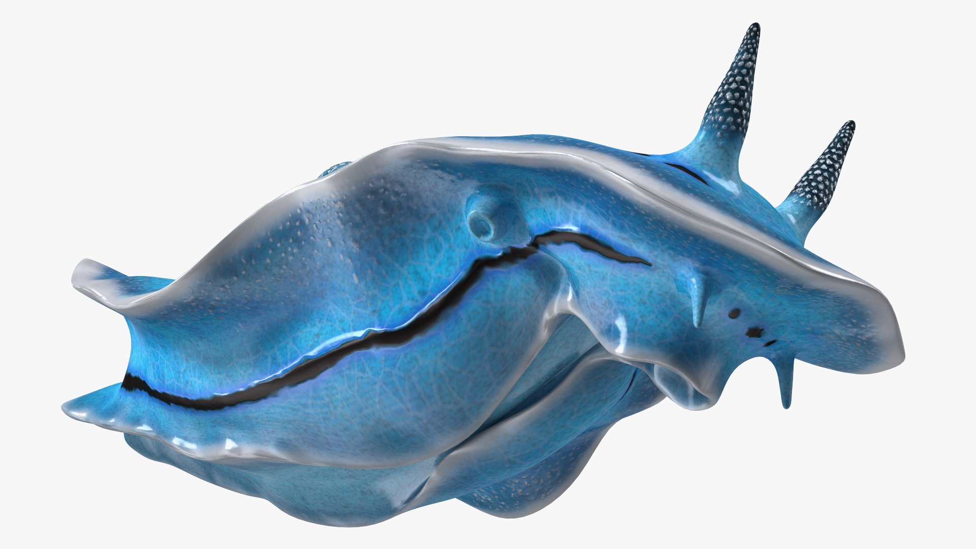 3D Blue Nudibranch Mollusk - TurboSquid 2185902