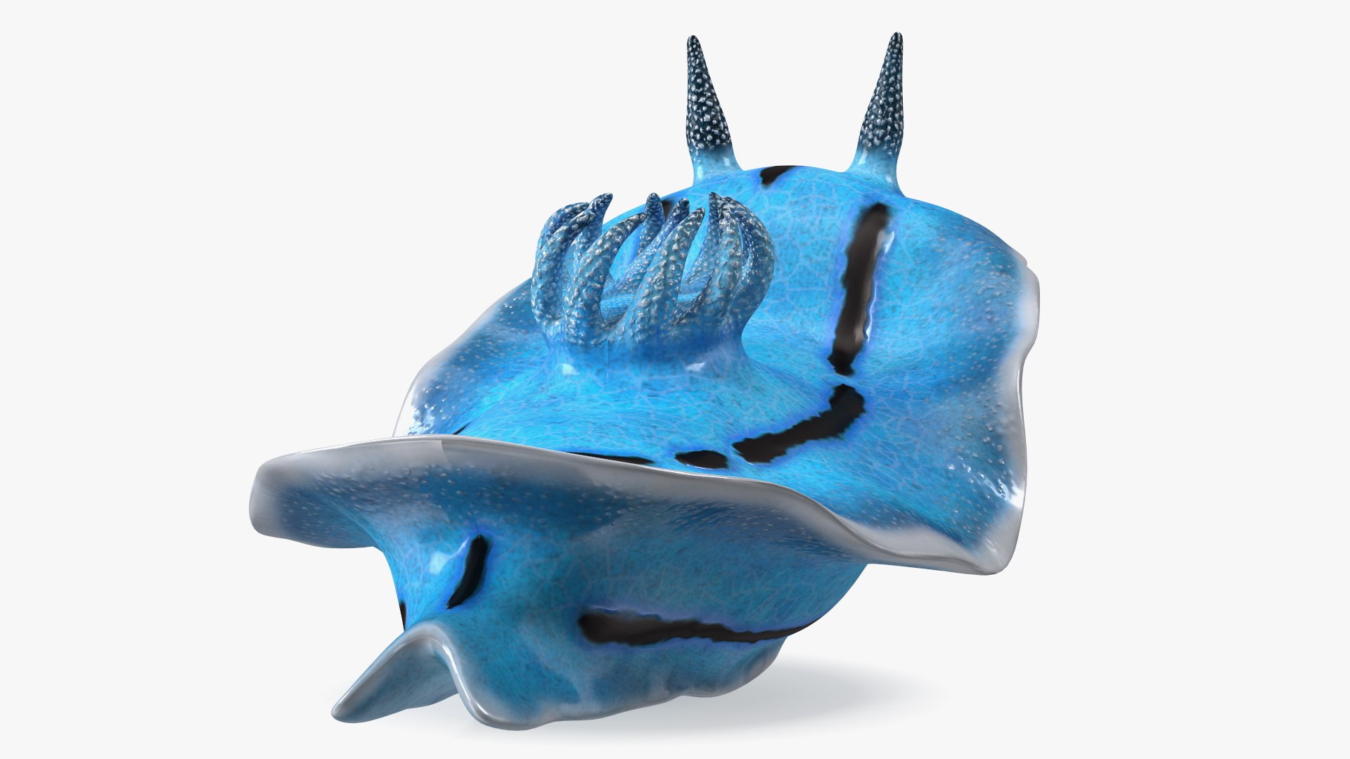 3D Blue Nudibranch Mollusk - TurboSquid 2185902