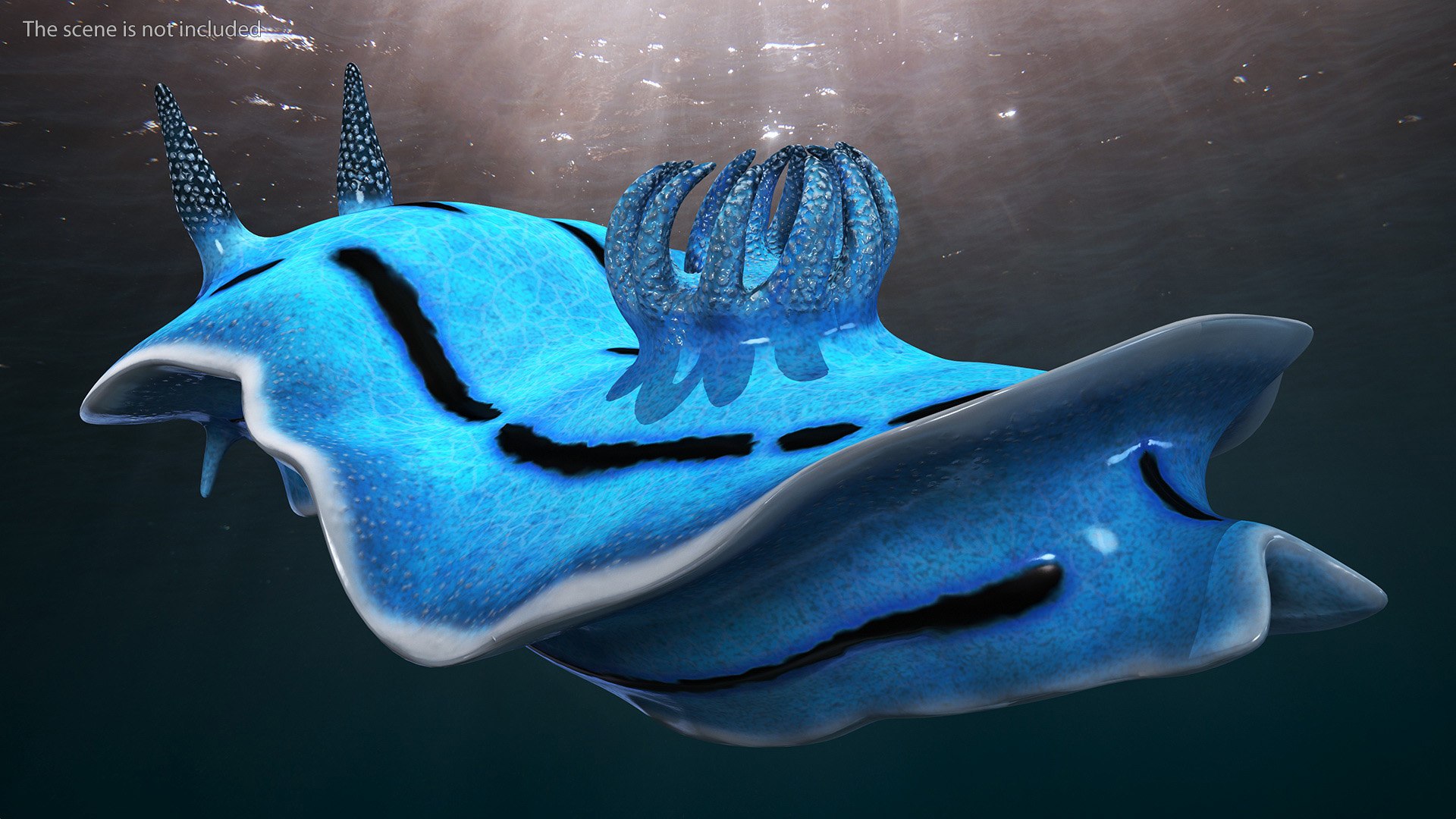3D Blue Nudibranch Mollusk - TurboSquid 2185902