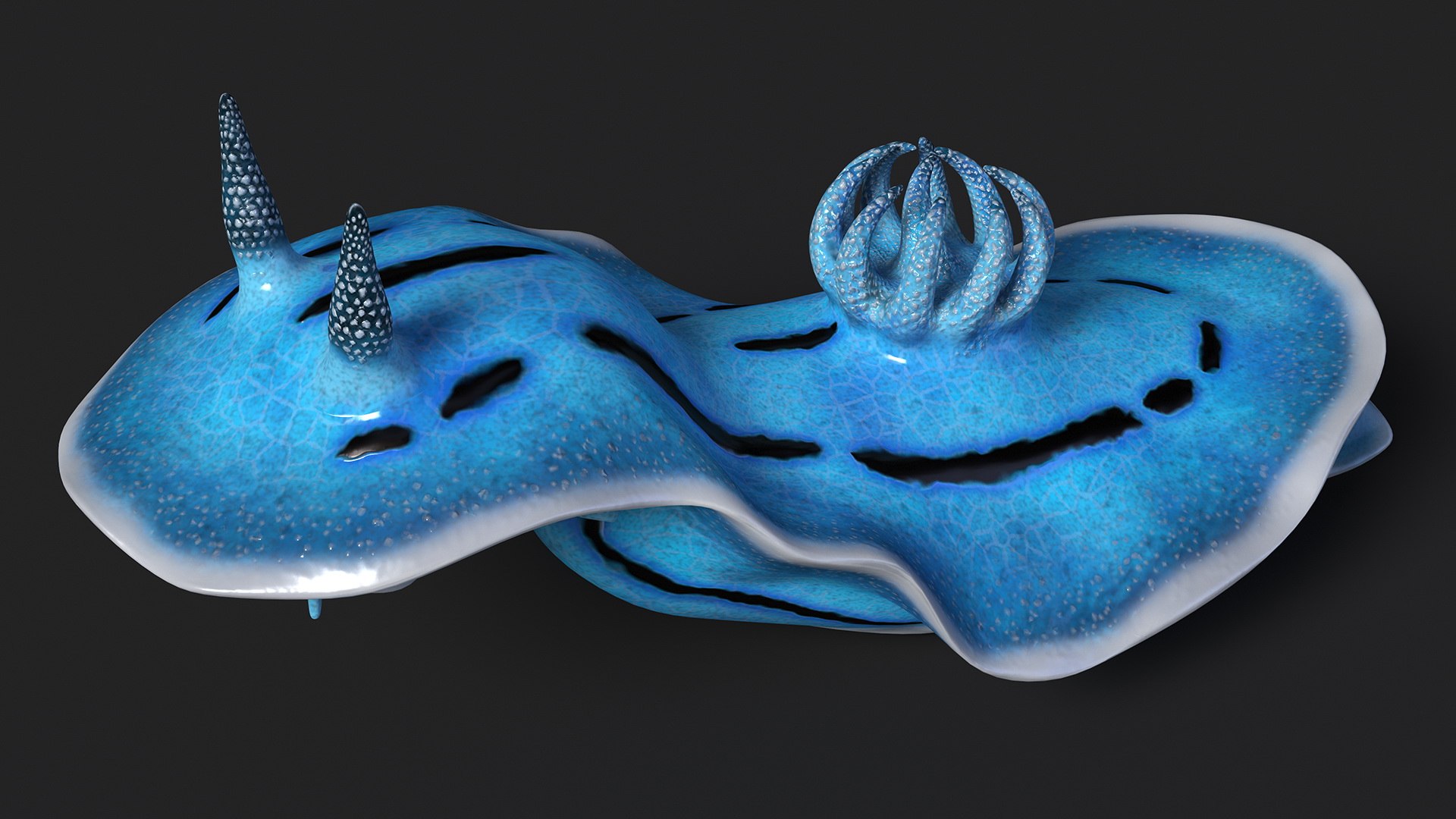 3D Blue Nudibranch Mollusk - TurboSquid 2185902