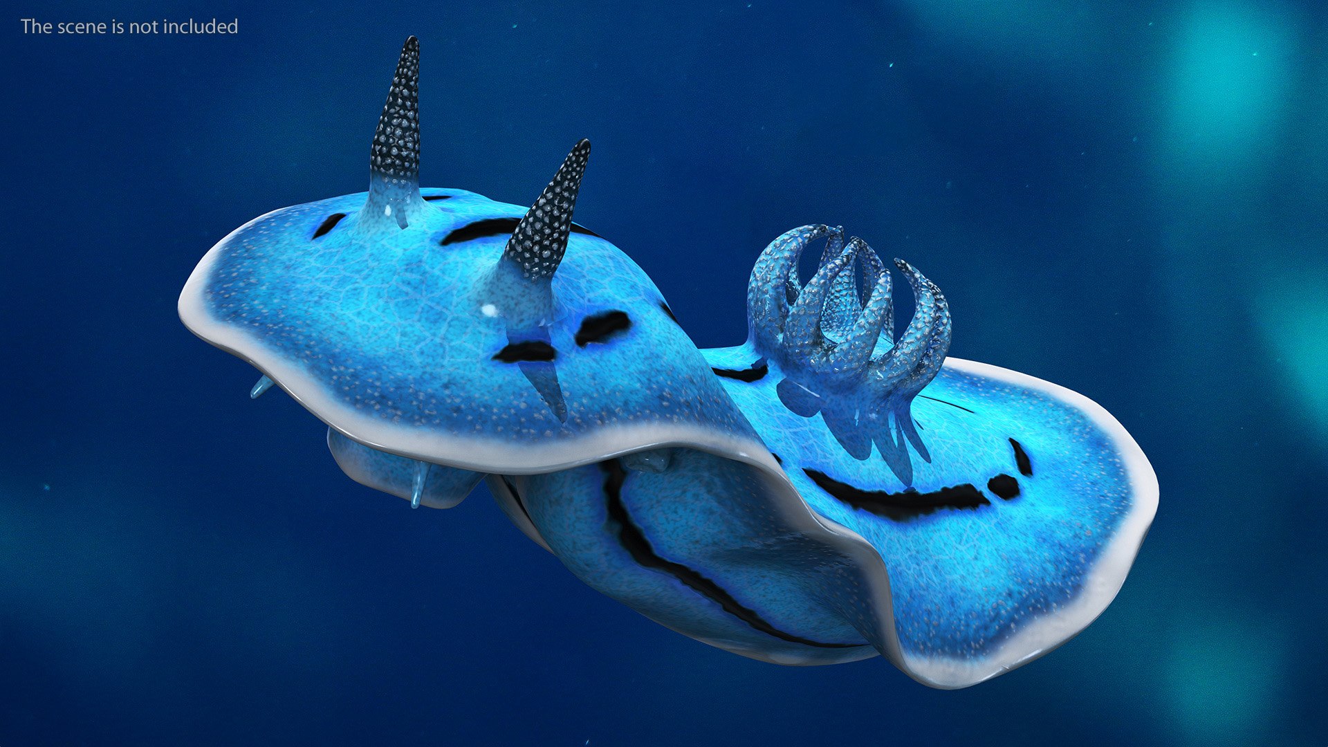 3D Blue Nudibranch Mollusk - TurboSquid 2185902