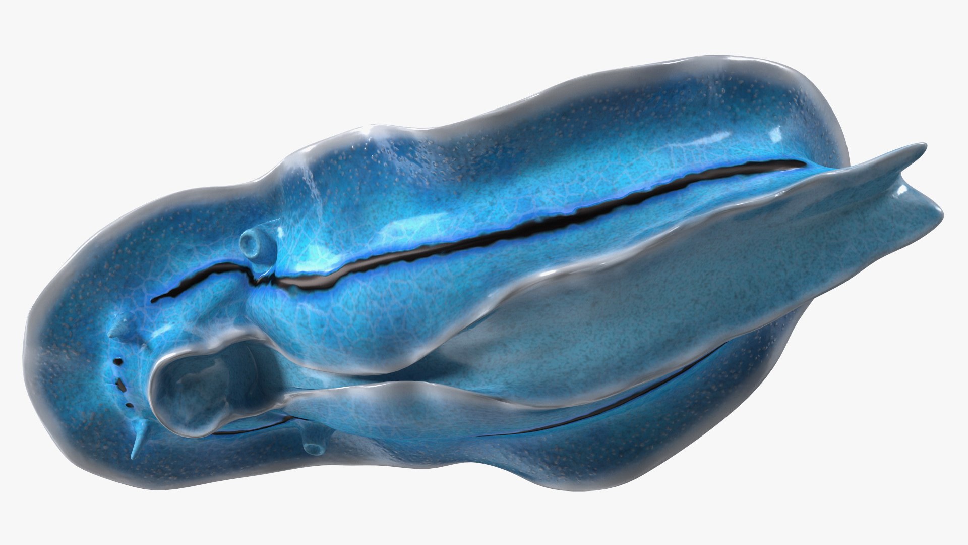 3D Blue Nudibranch Mollusk - TurboSquid 2185902