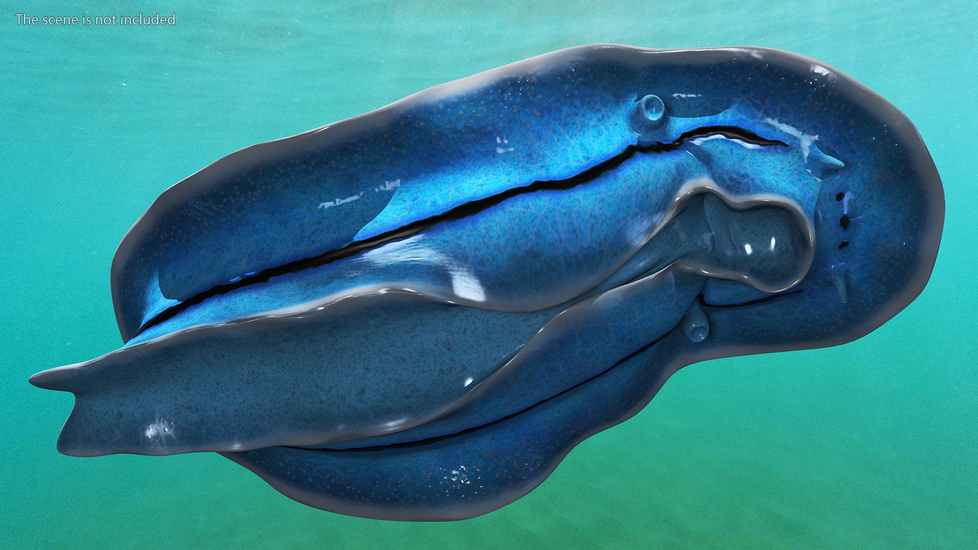 3D Blue Nudibranch Mollusk - TurboSquid 2185902