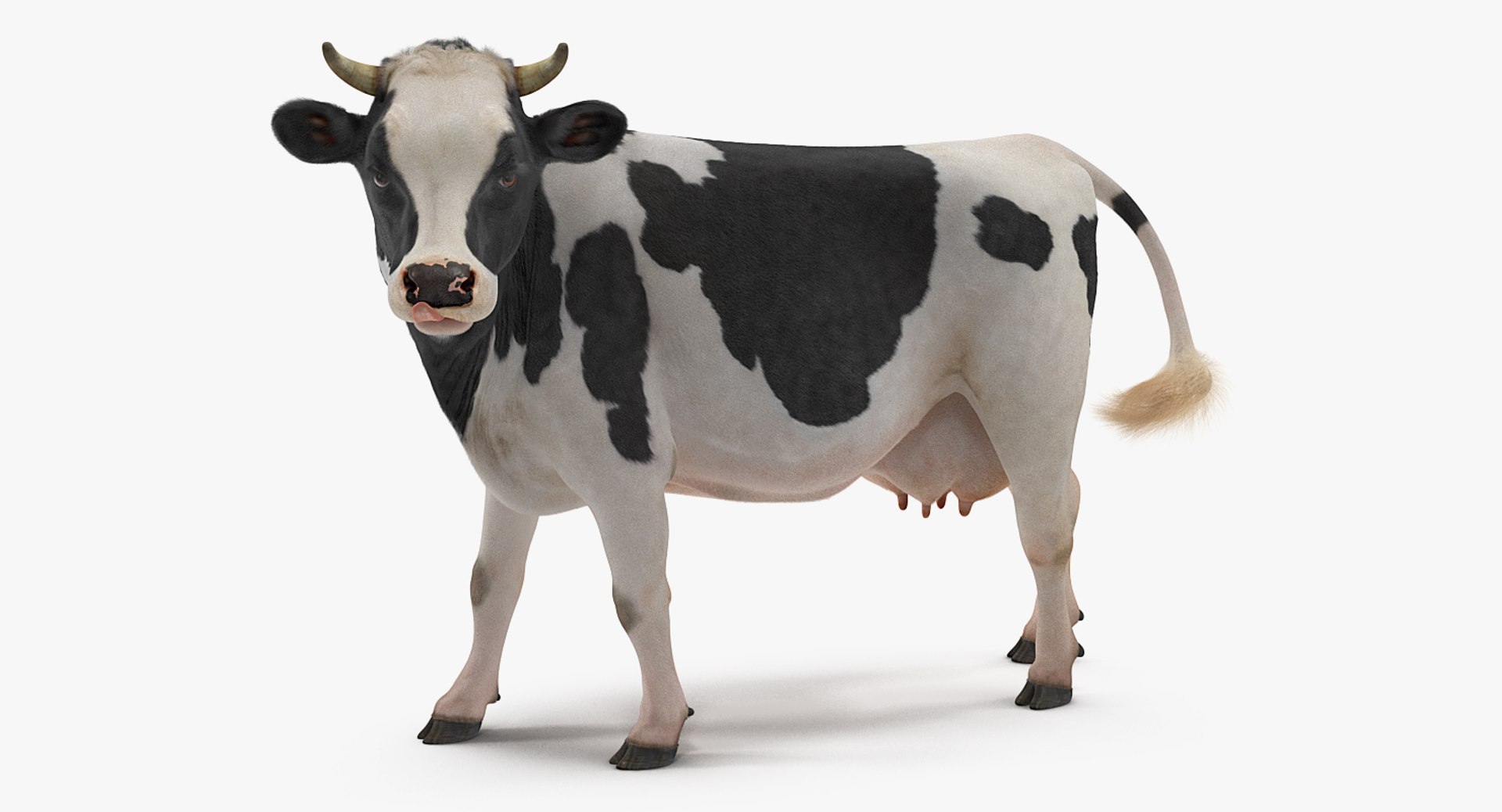 Eating Cow Animal Rigged 3D Model - TurboSquid 1564273