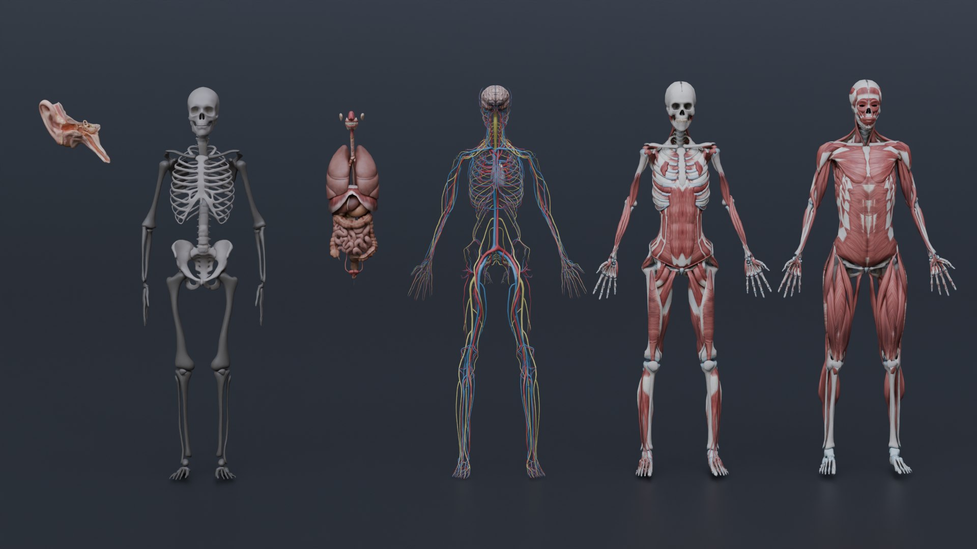 Human Anatomy 3D Model - TurboSquid 2322598