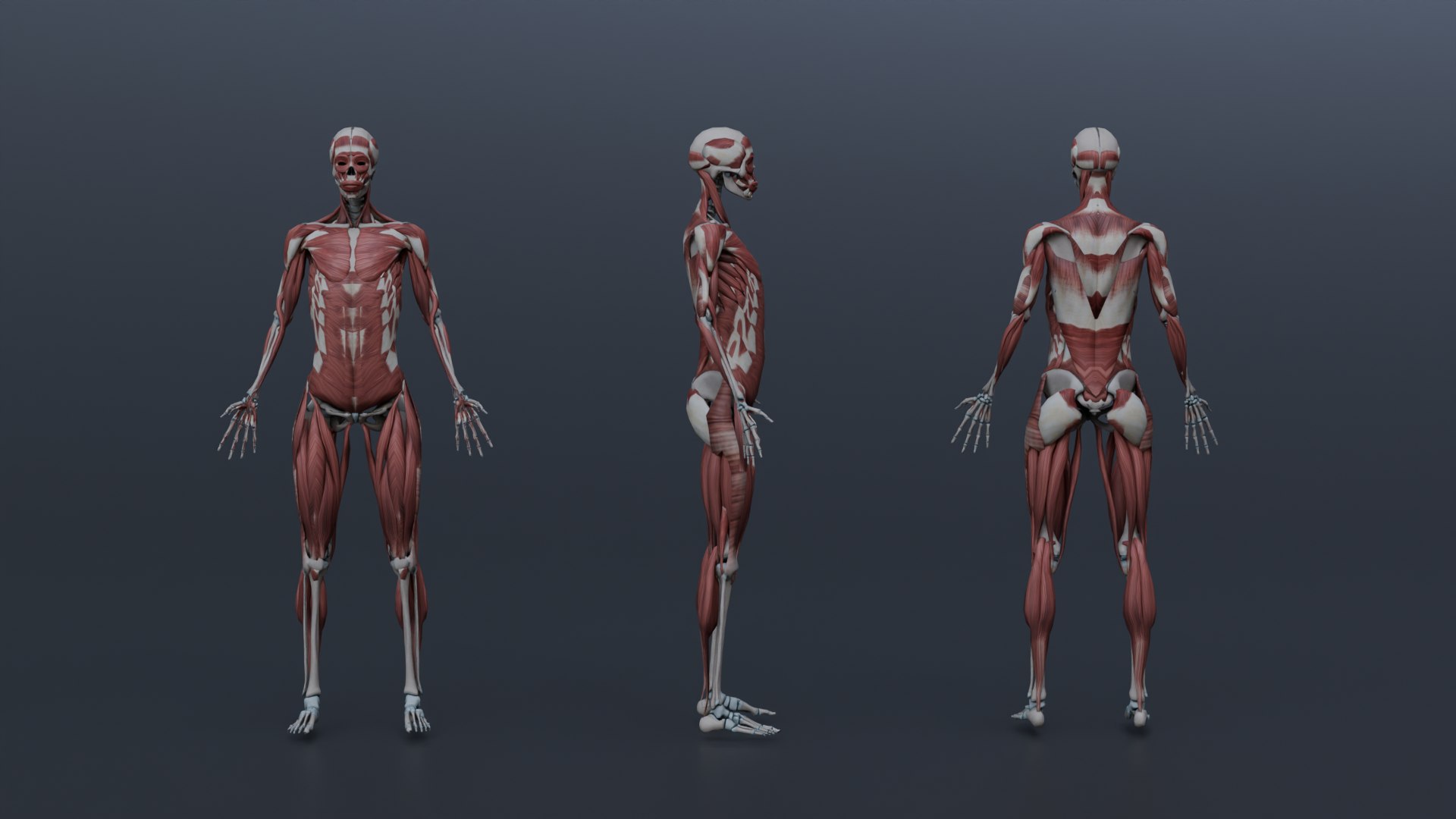 Human Anatomy 3D Model - TurboSquid 2322598