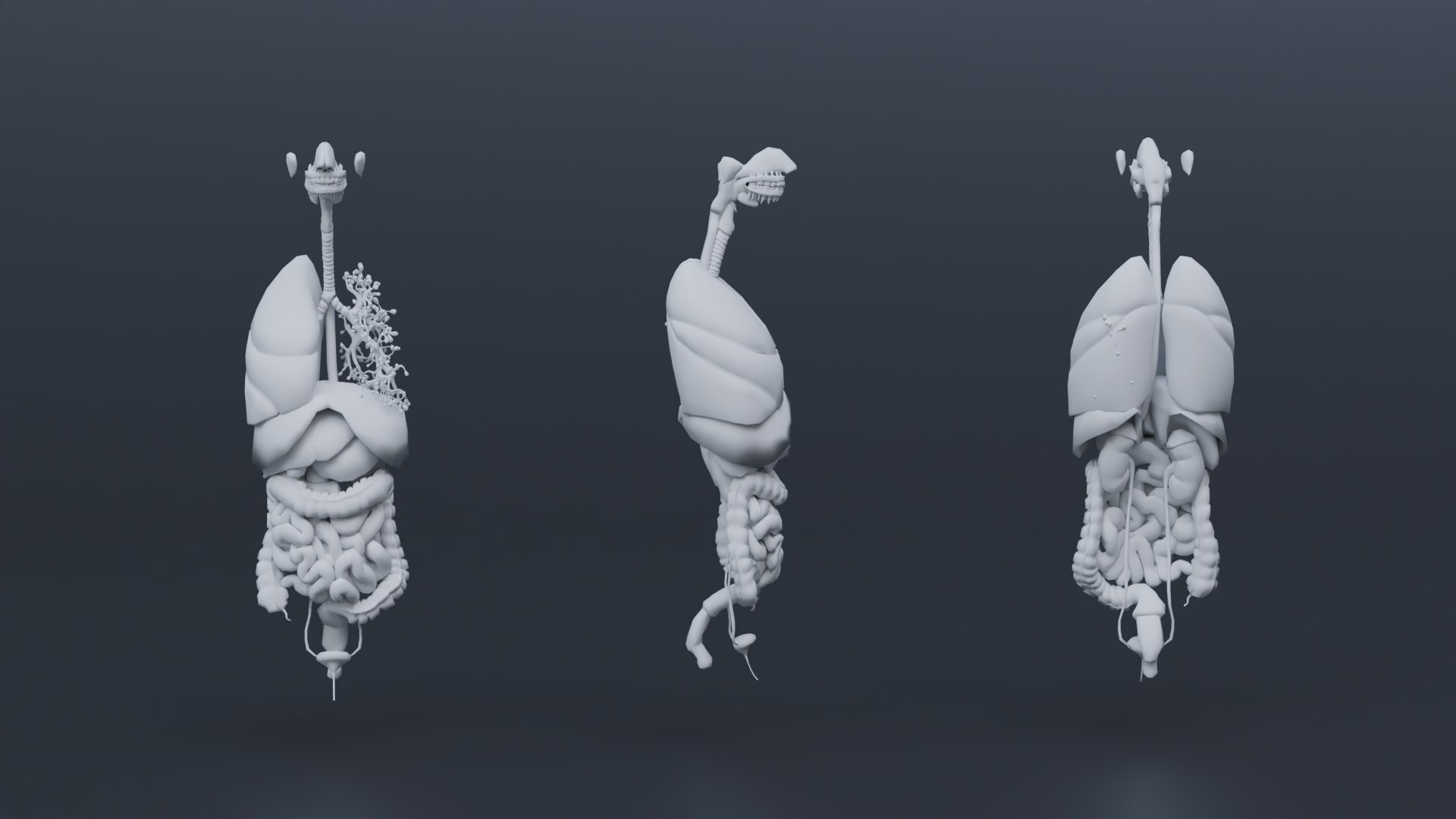 Human Anatomy 3D Model - TurboSquid 2322598