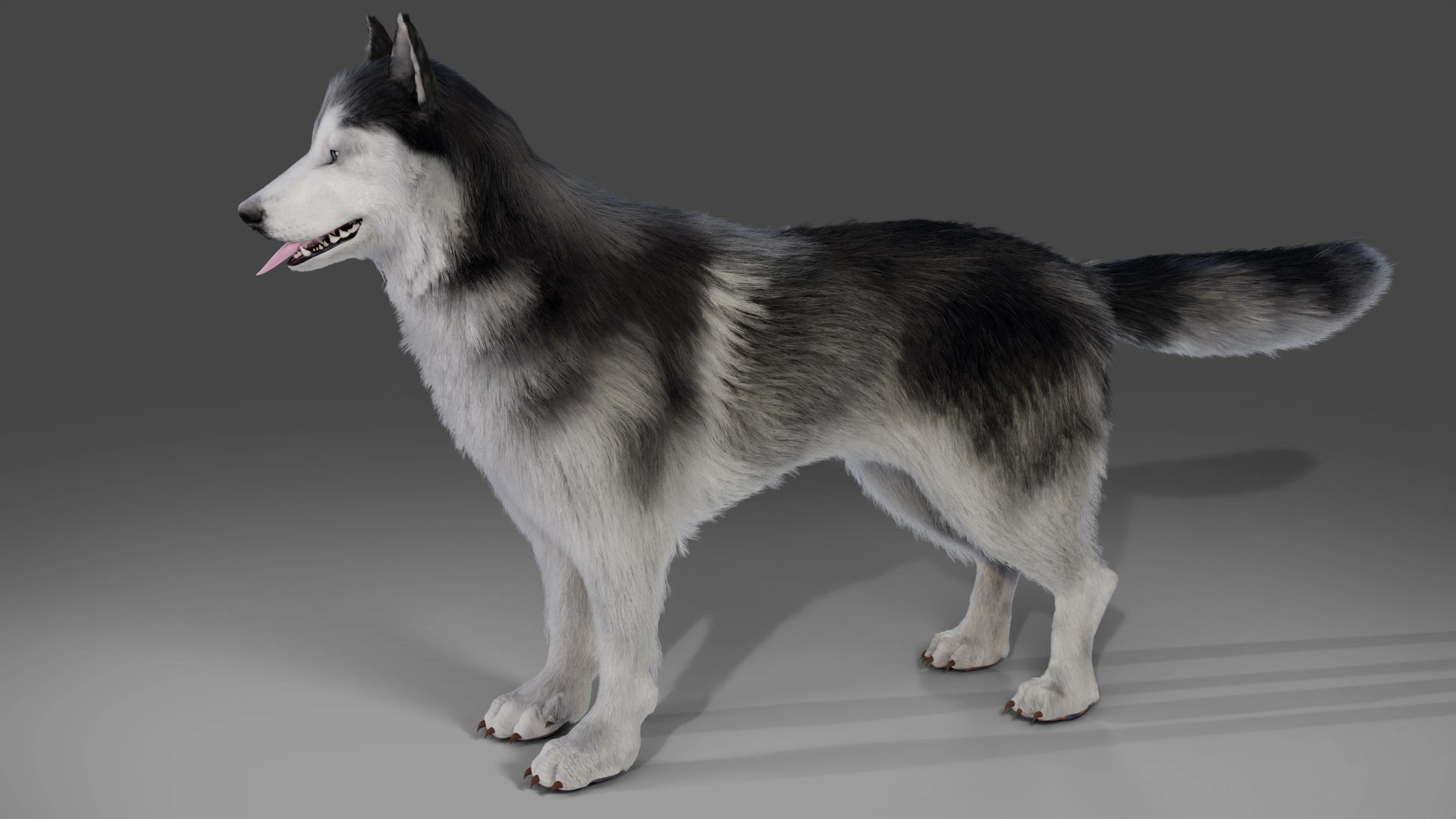 3D Fur Husky NO Rigged In Blender - TurboSquid 1984685