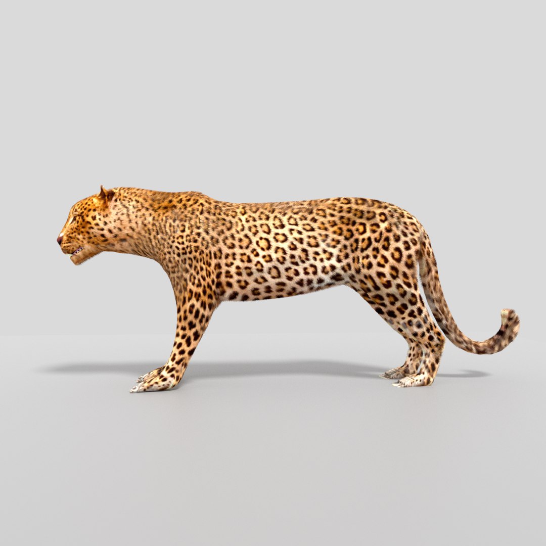 LEOPARD 3D - TurboSquid 1758554