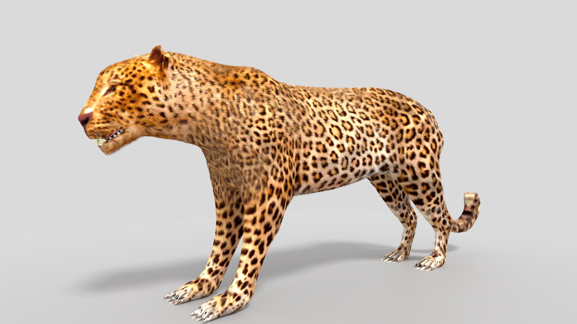 LEOPARD 3D - TurboSquid 1758554