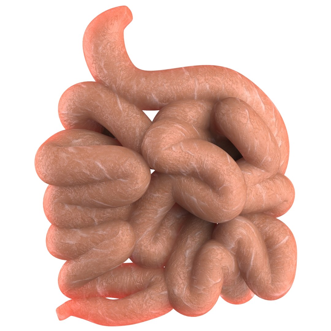 3d Model Large Intestine