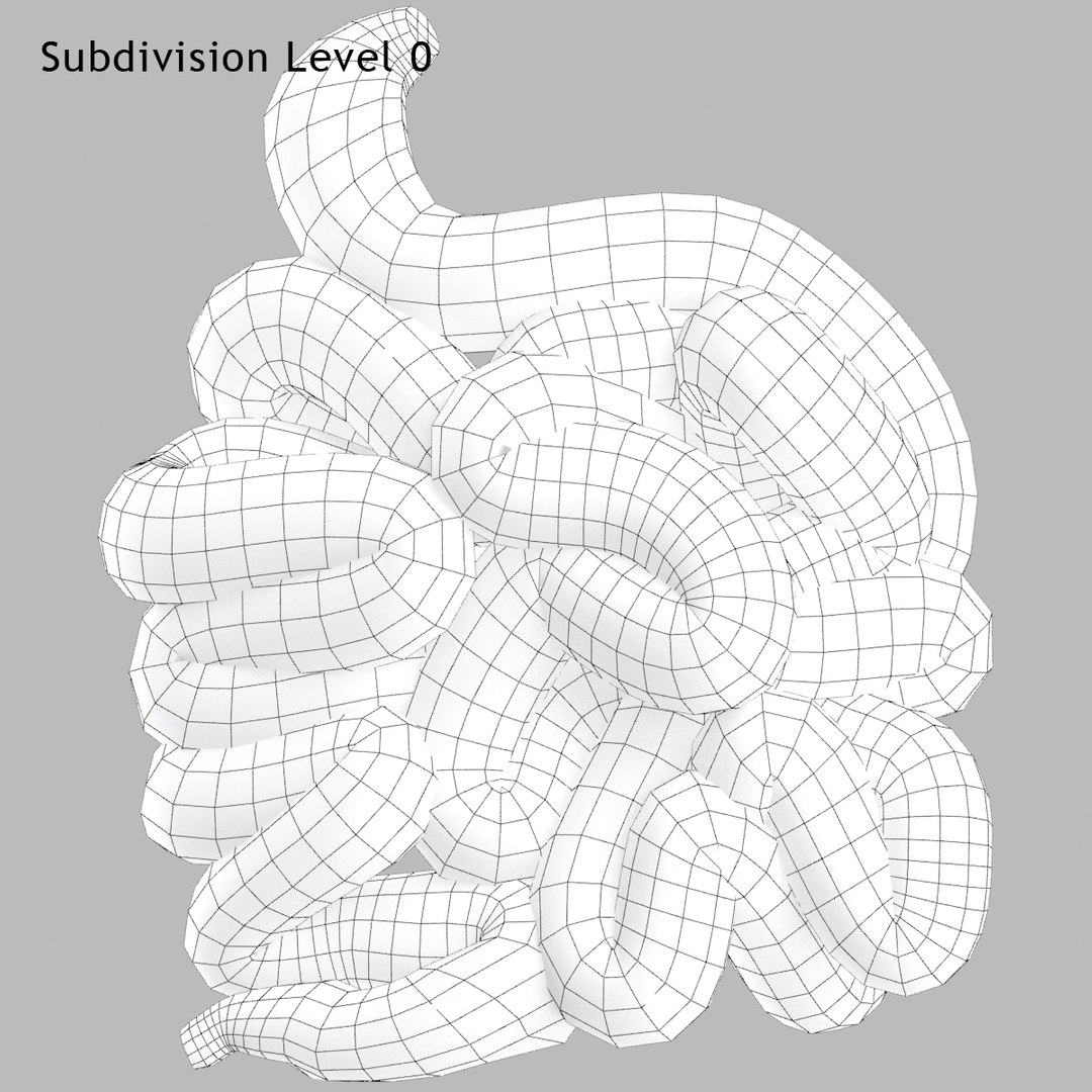 3d Model Large Intestine