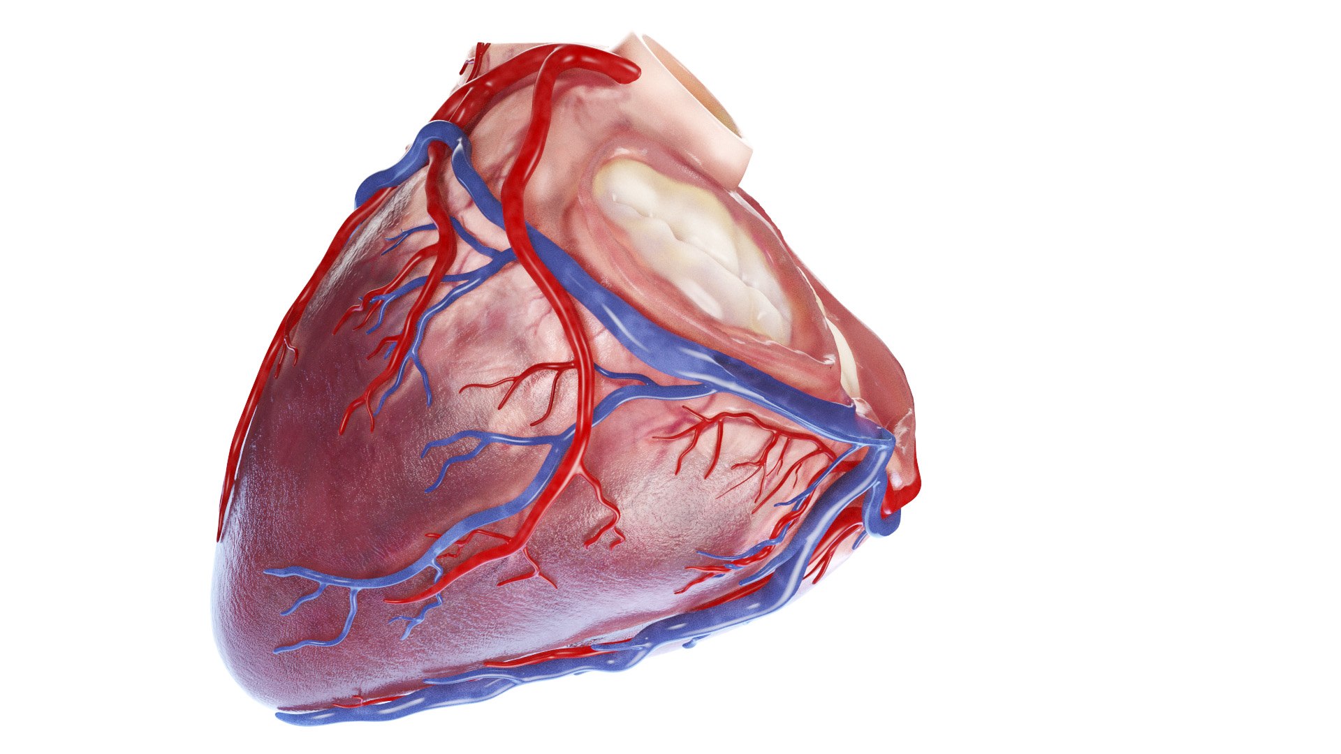 3D Model Heart Cross-Section Transverse Animated - TurboSquid 2057212