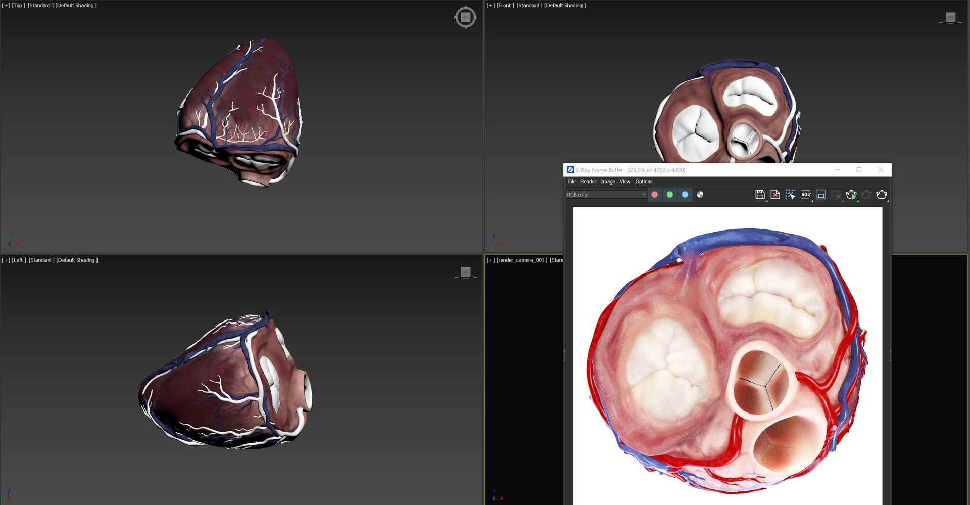 3D Model Heart Cross-Section Transverse Animated - TurboSquid 2057212