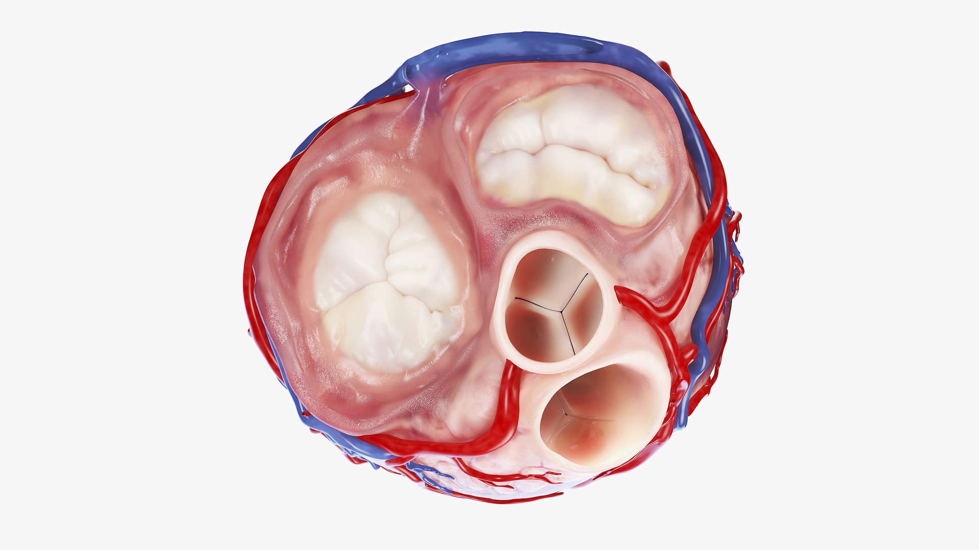 3D model Heart Cross-Section Transverse Animated - TurboSquid 2057212