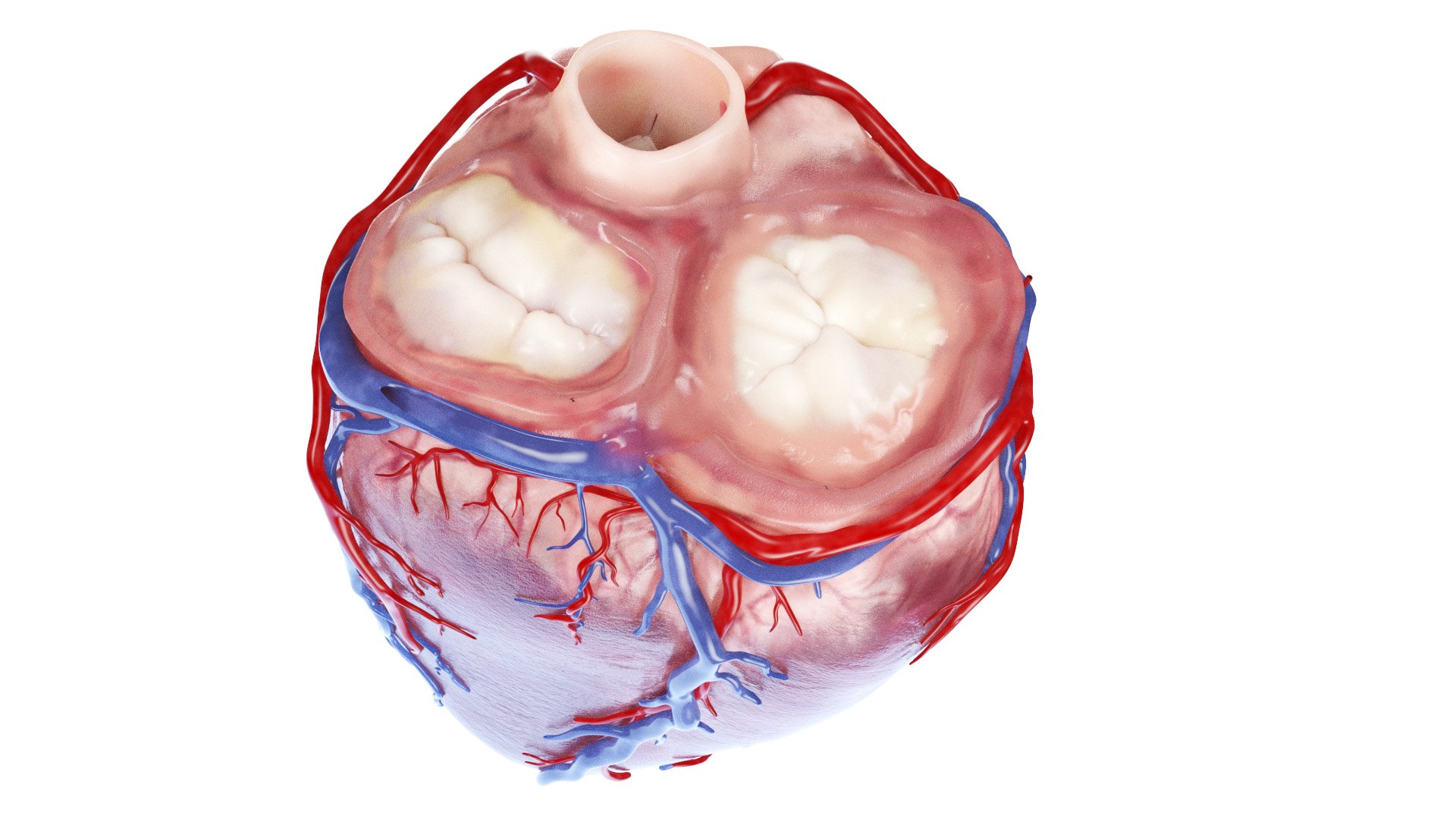 3D Model Heart Cross-Section Transverse Animated - TurboSquid 2057212