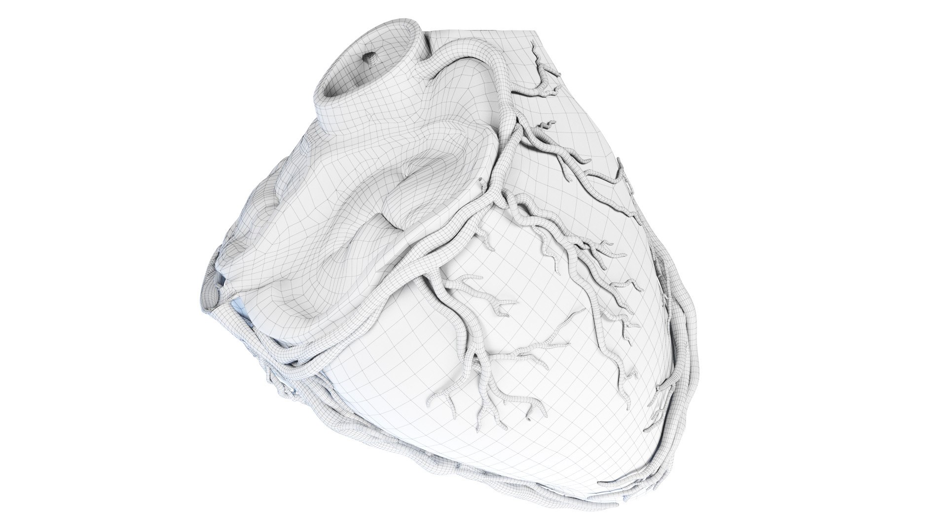 3D Model Heart Cross-Section Transverse Animated - TurboSquid 2057212