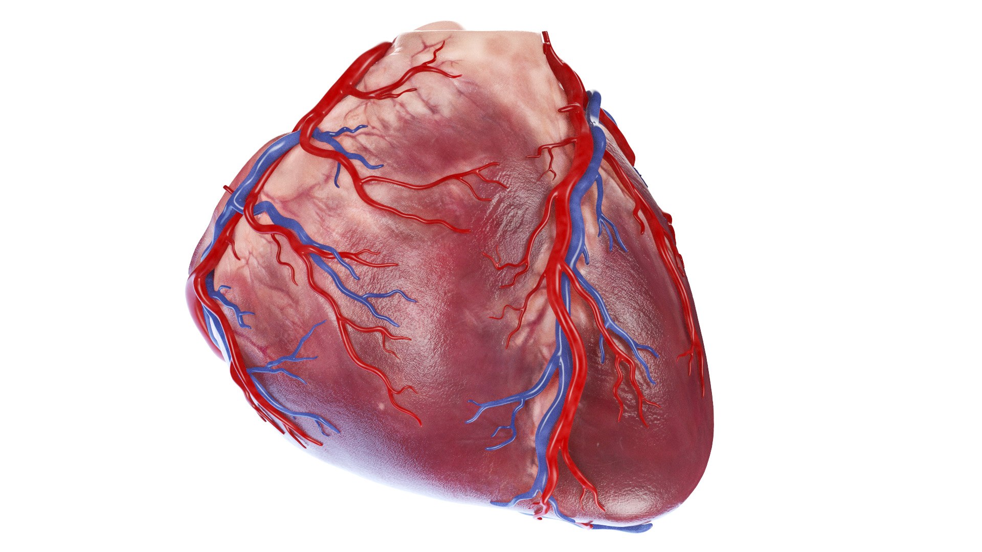 3D Model Heart Cross-Section Transverse Animated - TurboSquid 2057212