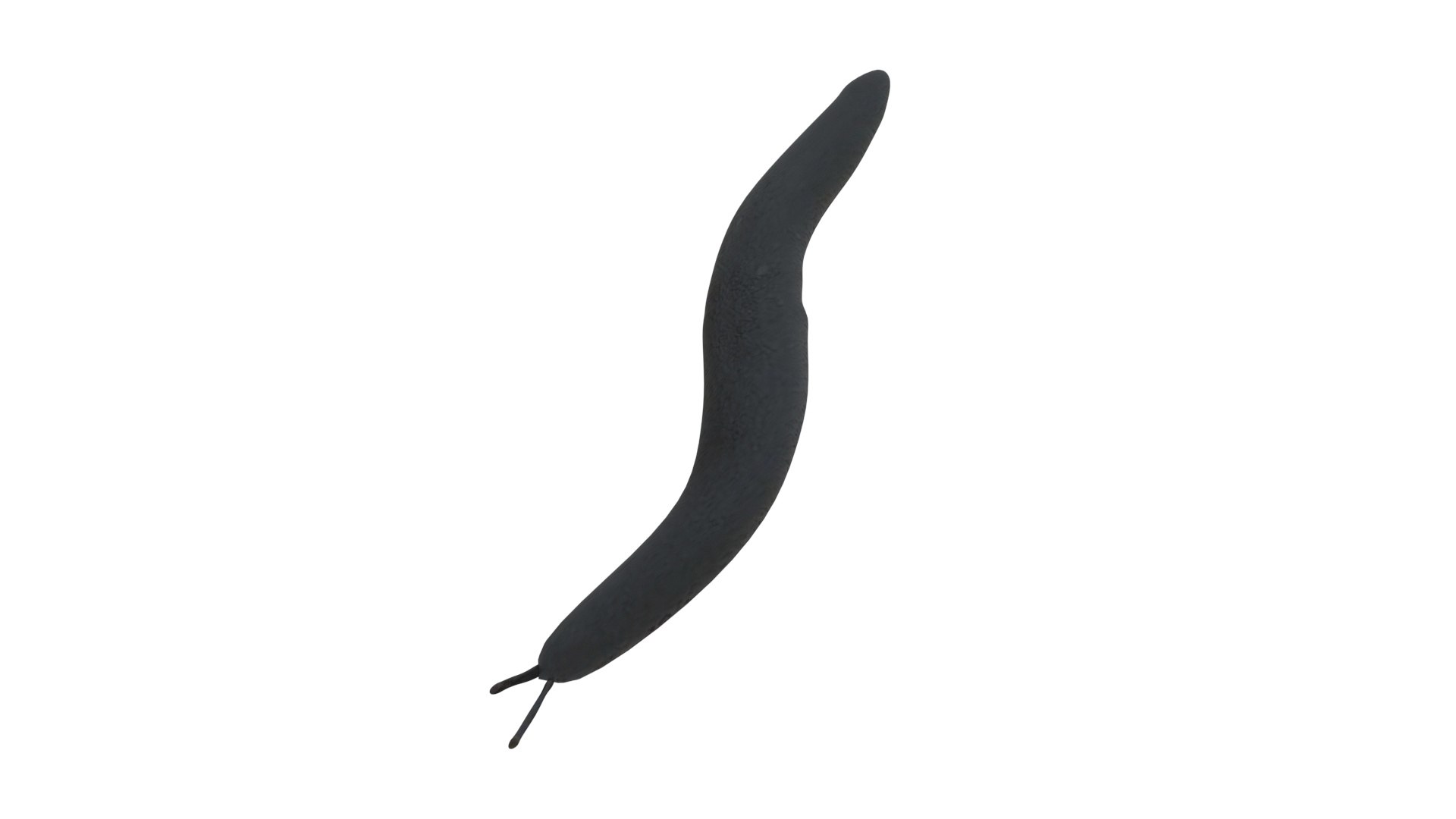 Flatworm 3D Model - TurboSquid 2269361