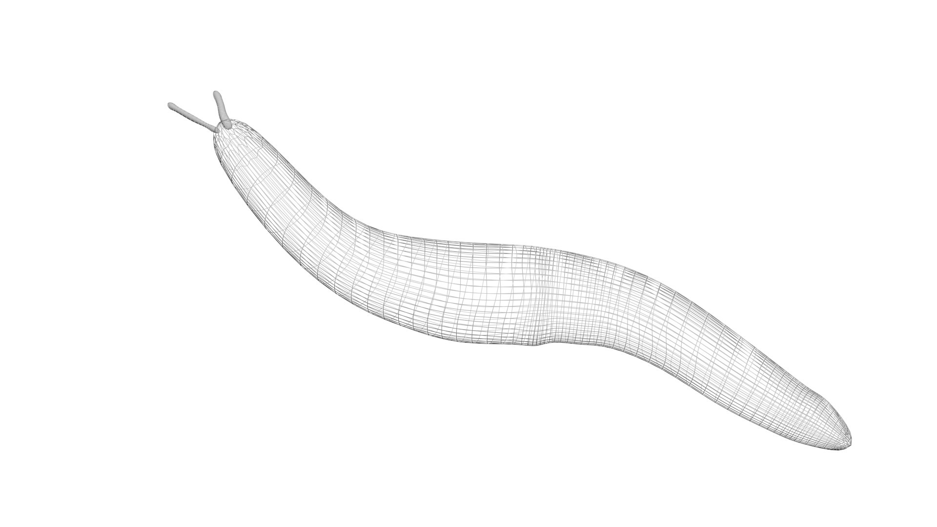 Flatworm 3D Model - TurboSquid 2269361