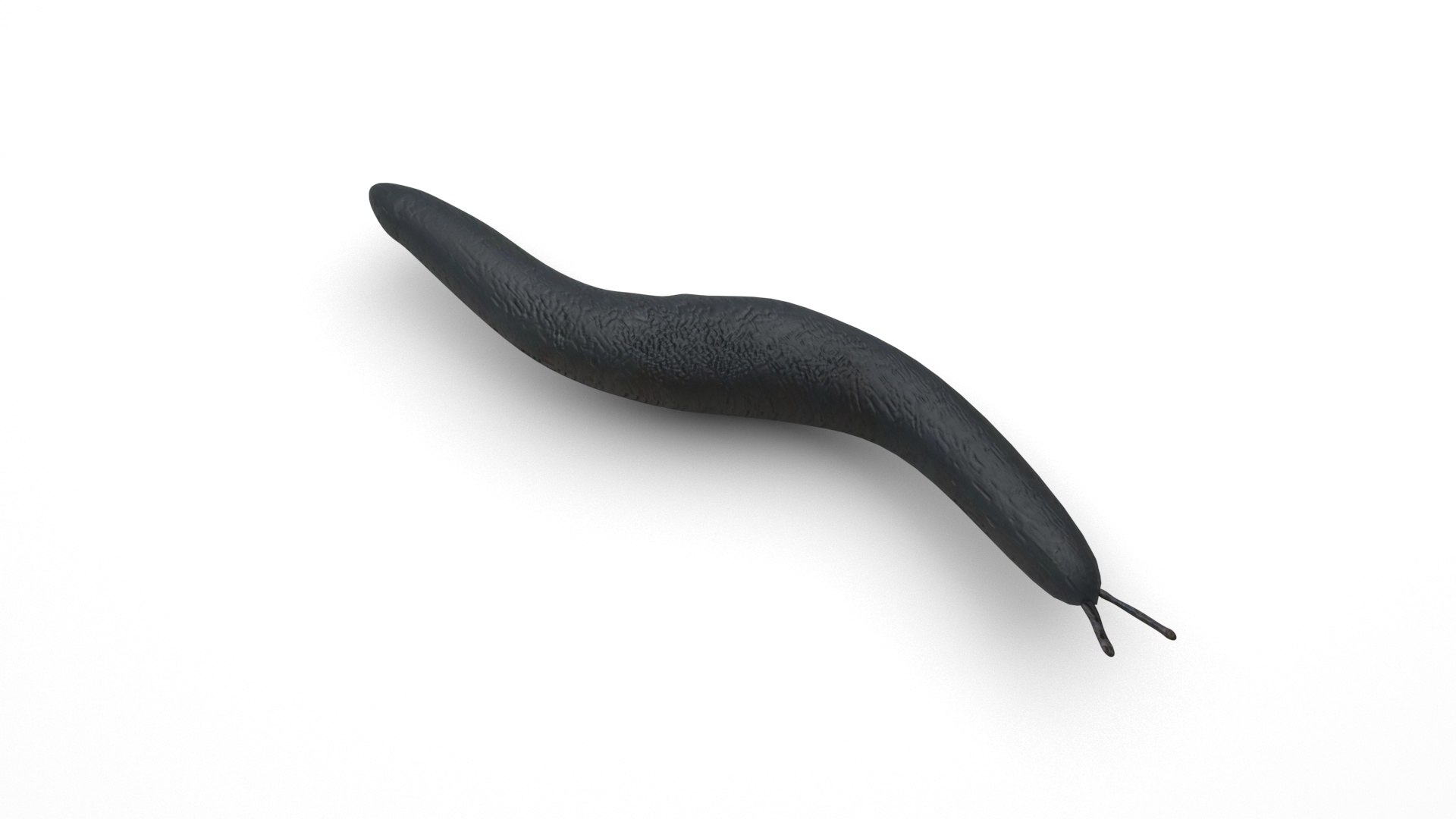 Flatworm 3D Model - TurboSquid 2269361