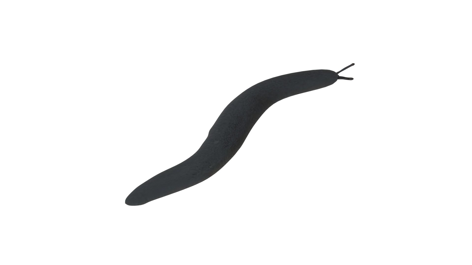 Flatworm 3d Model Turbosquid 2269361