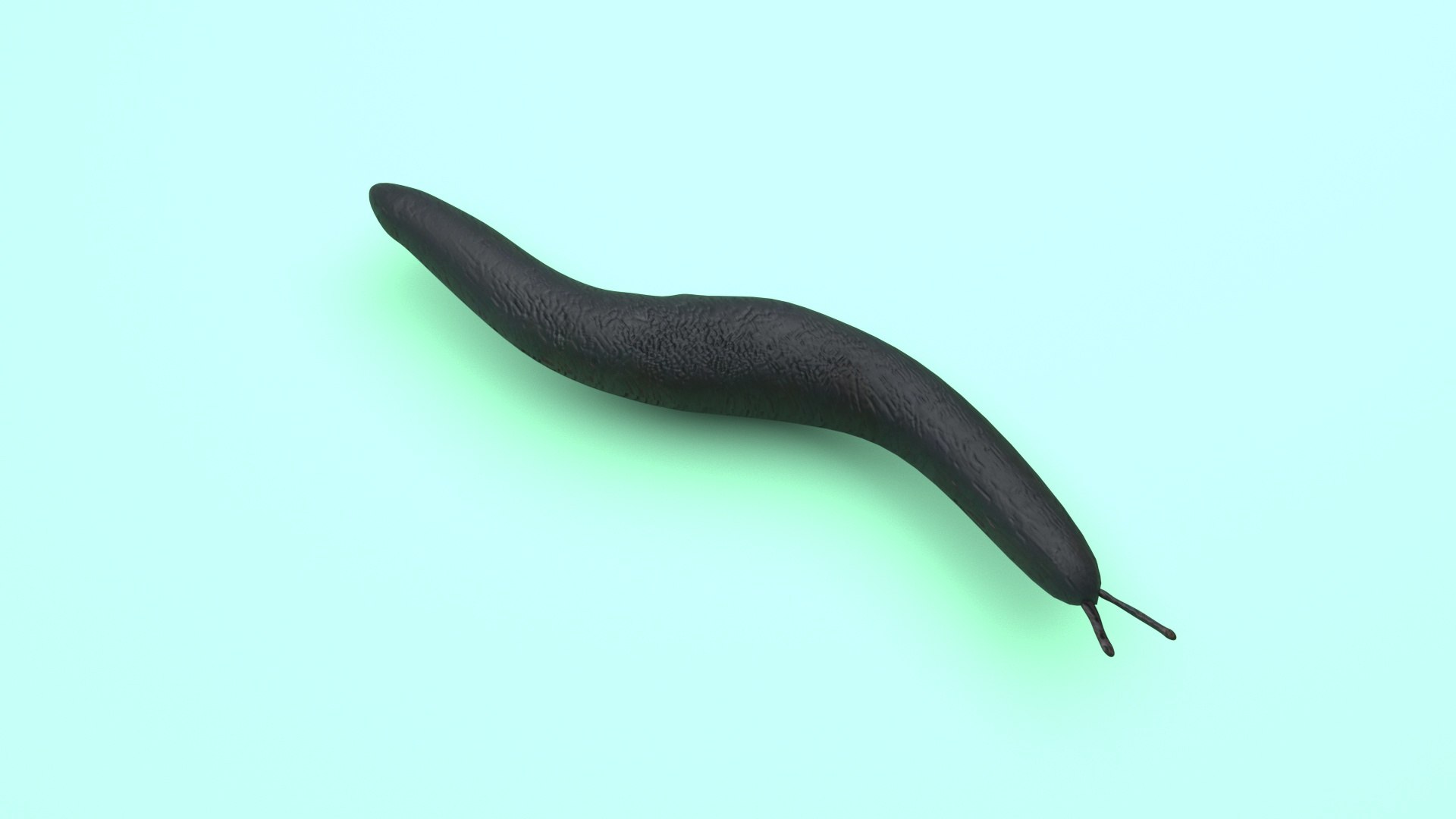 Flatworm 3D Model - TurboSquid 2269361