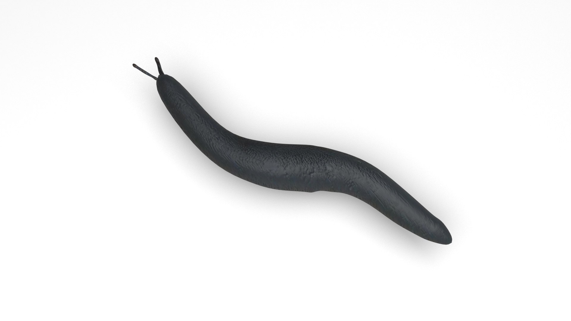 Flatworm 3D Model - TurboSquid 2269361
