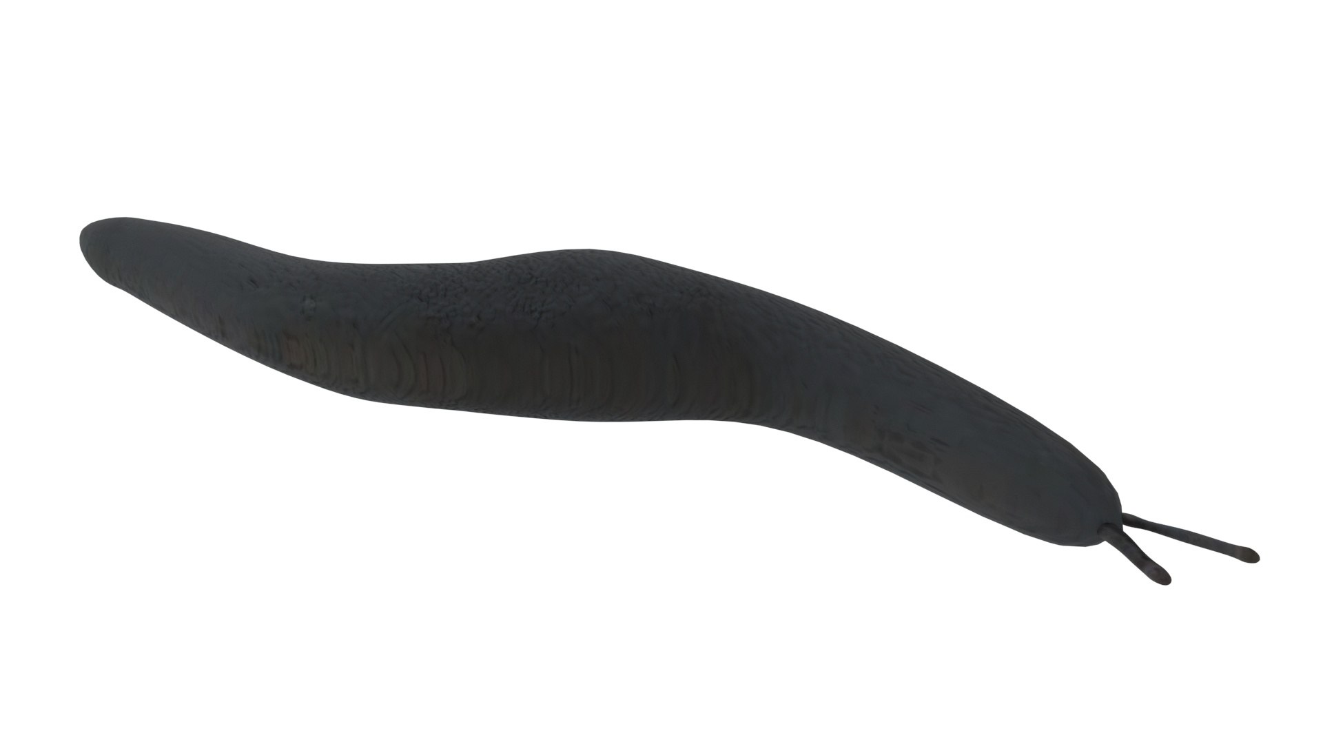 Flatworm 3D Model - TurboSquid 2269361