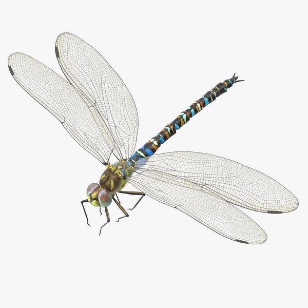 3d model dragonfly pose 01