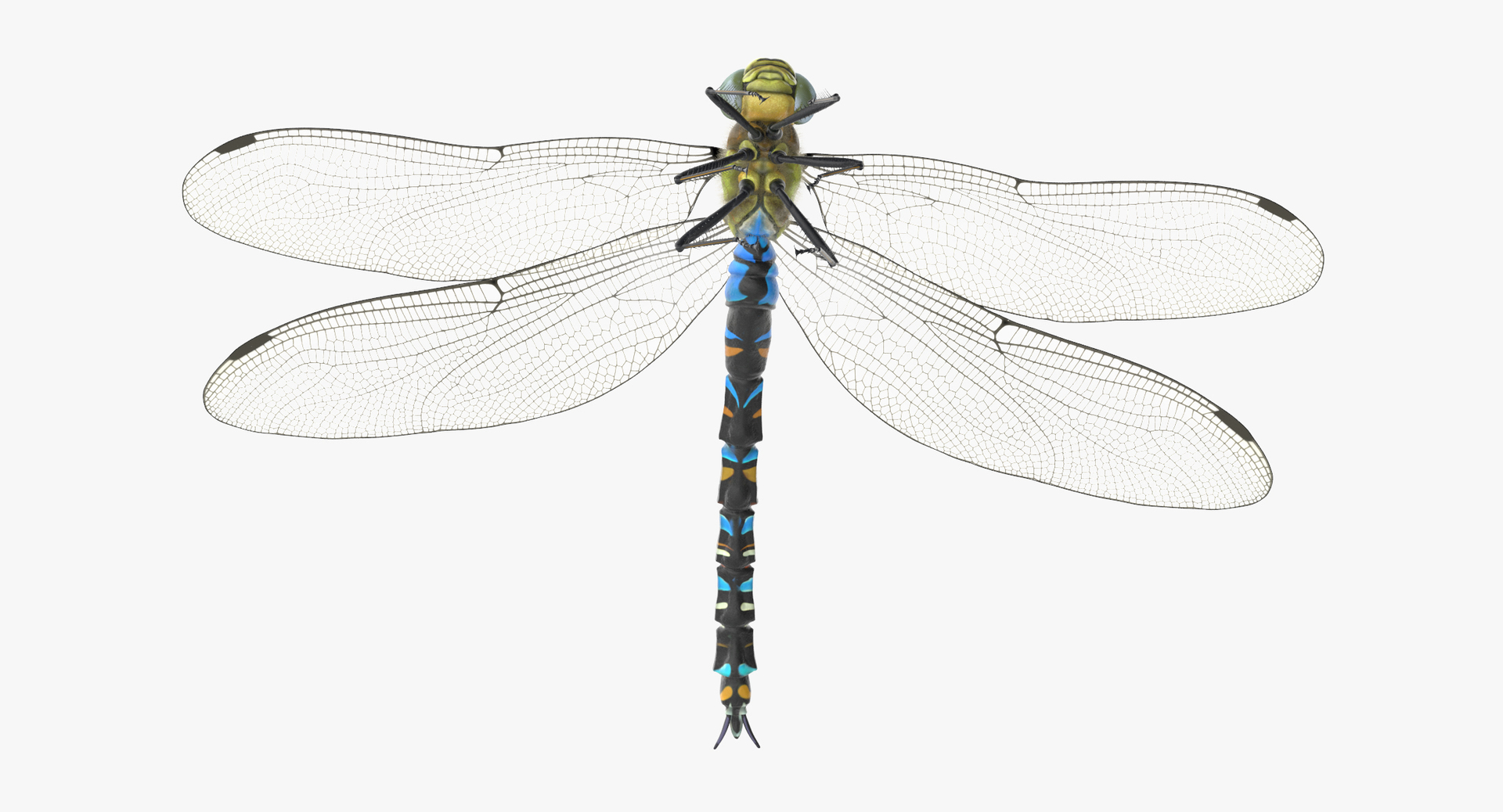 3d model dragonfly pose 01