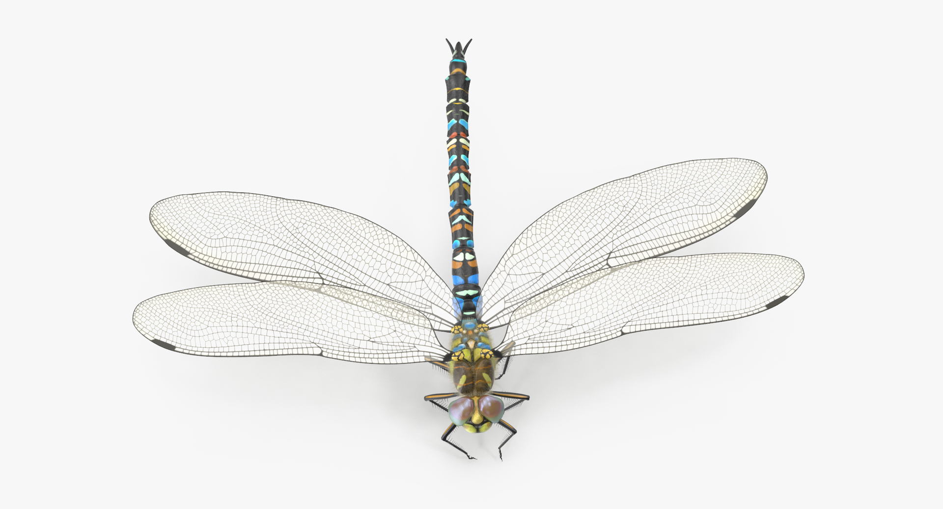 3d model dragonfly pose 01