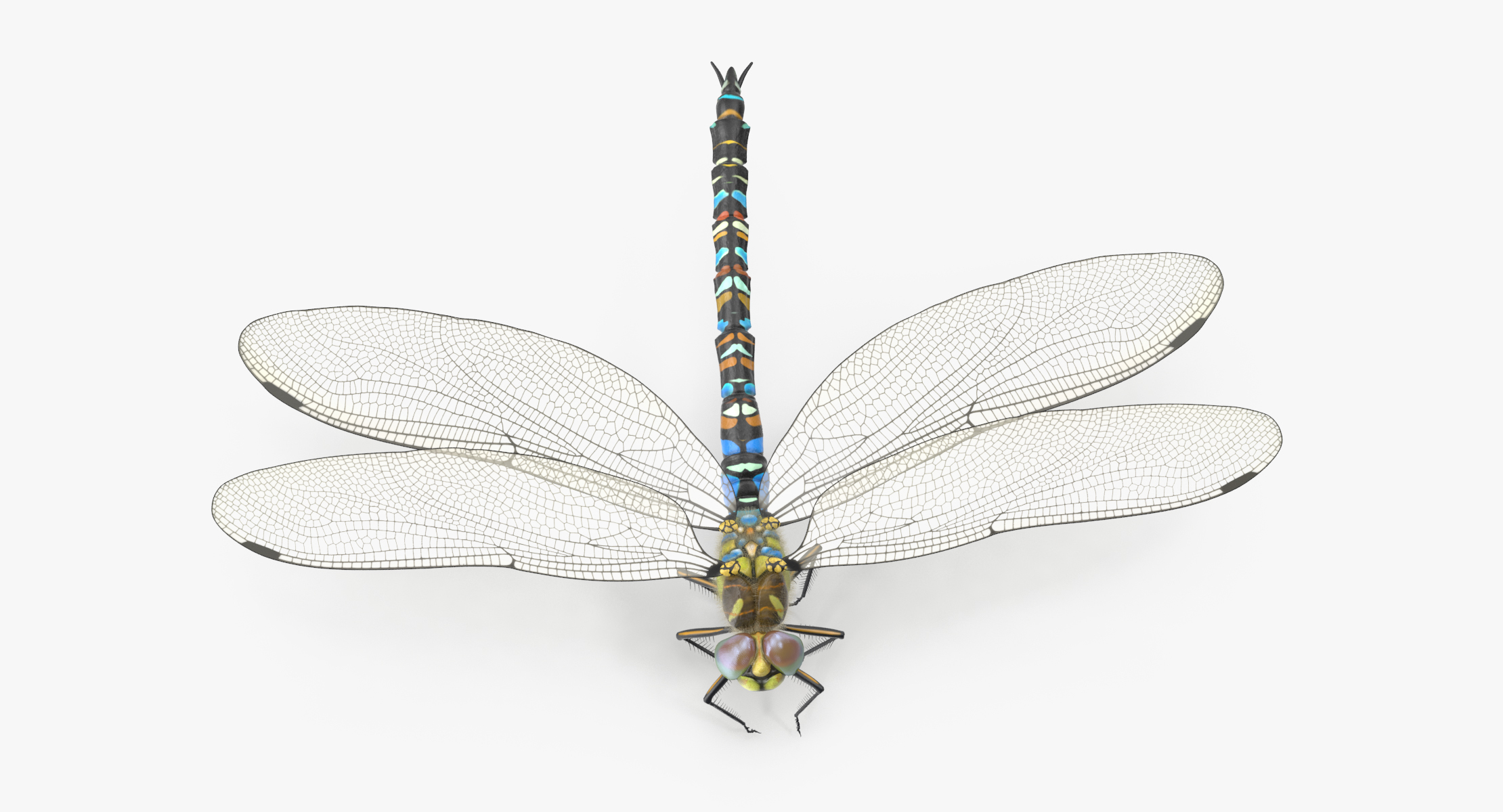 3d model dragonfly pose 01