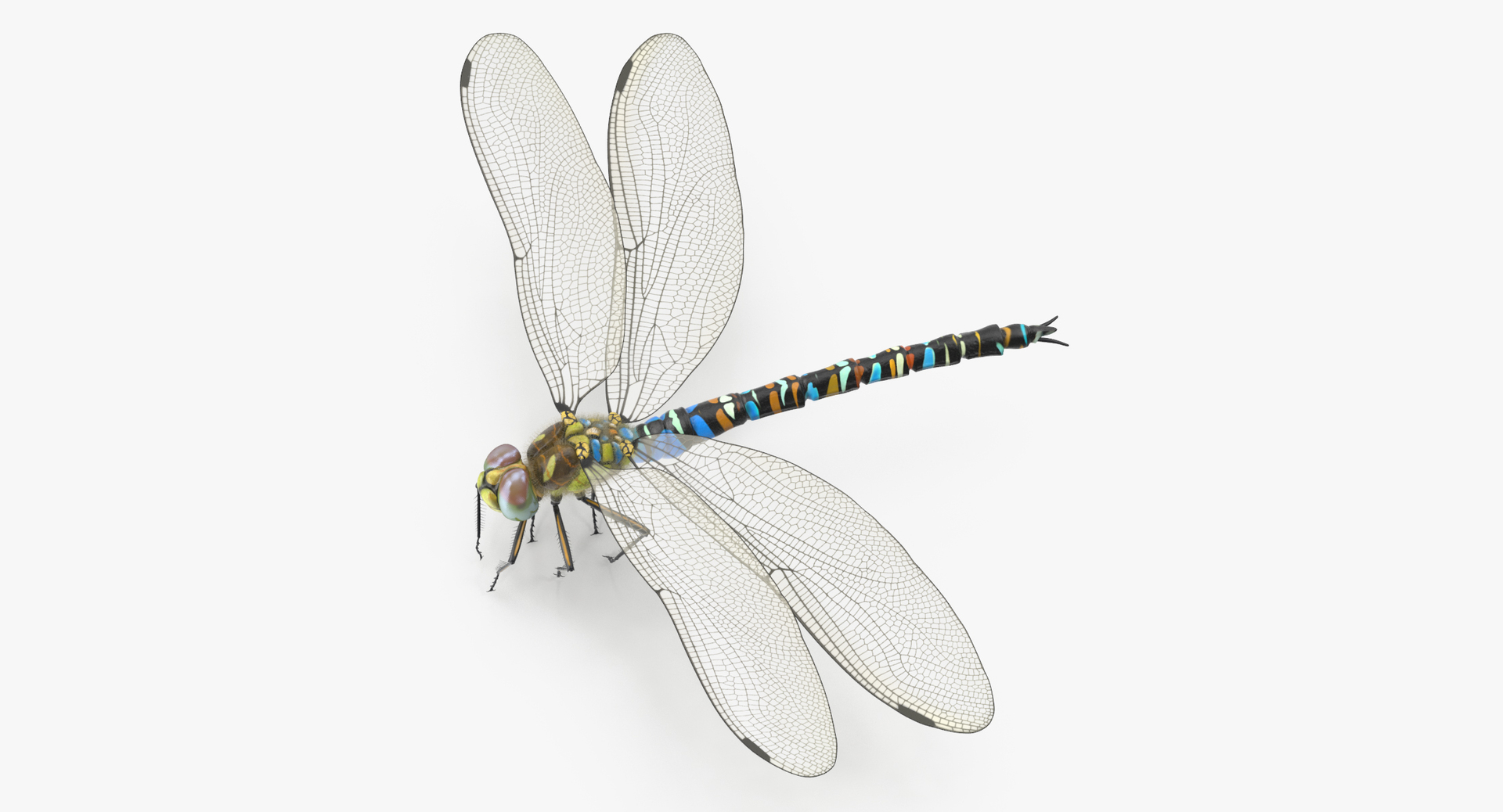 3d model dragonfly pose 01