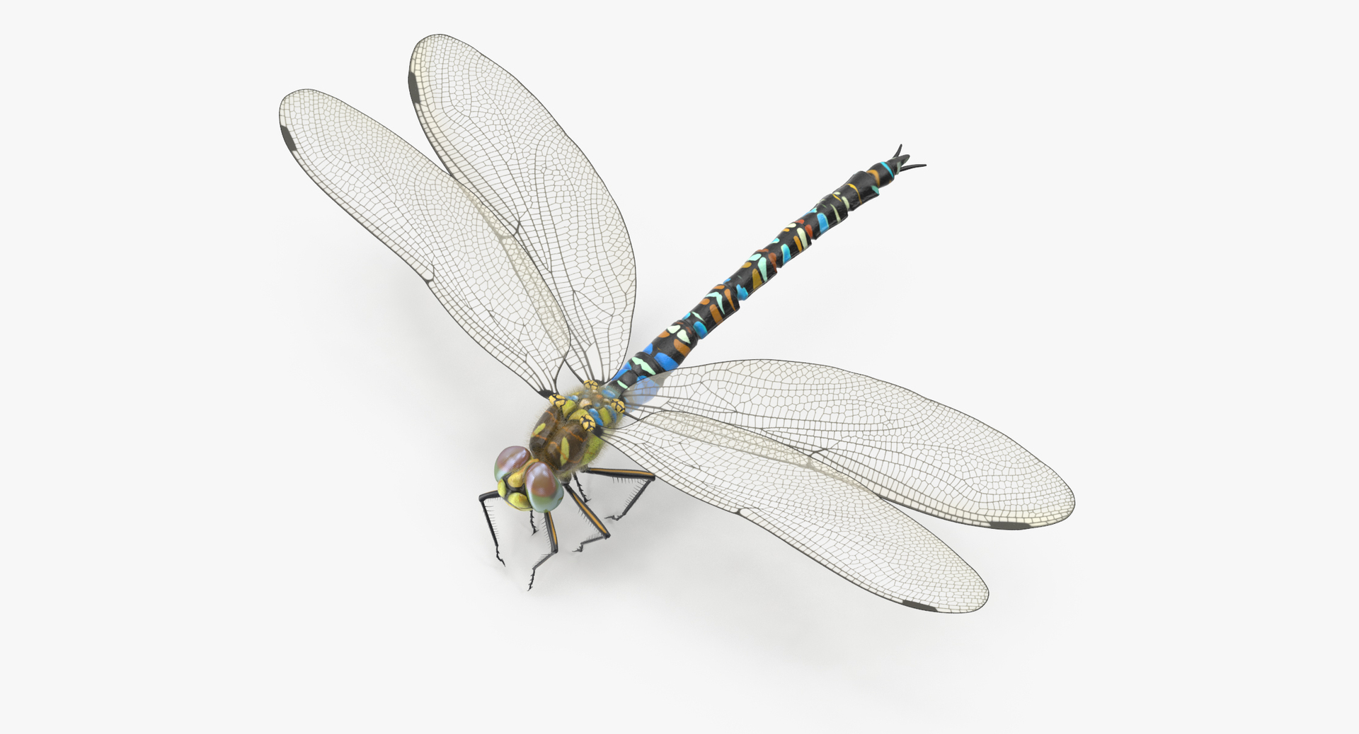 3d model dragonfly pose 01