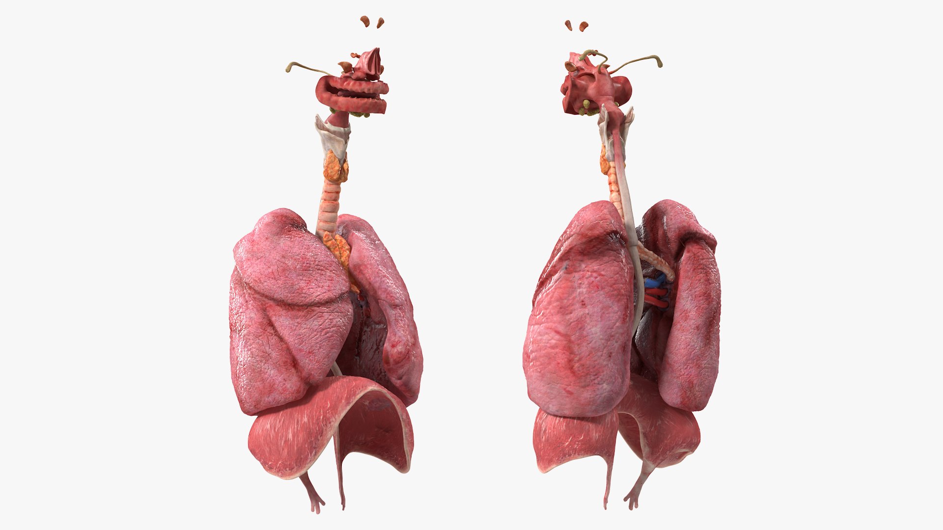 3D Female Respiratory System model - TurboSquid 1839404