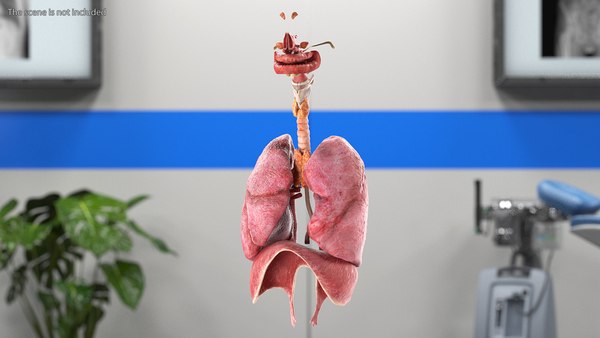 3D Female Respiratory System model - TurboSquid 1839404