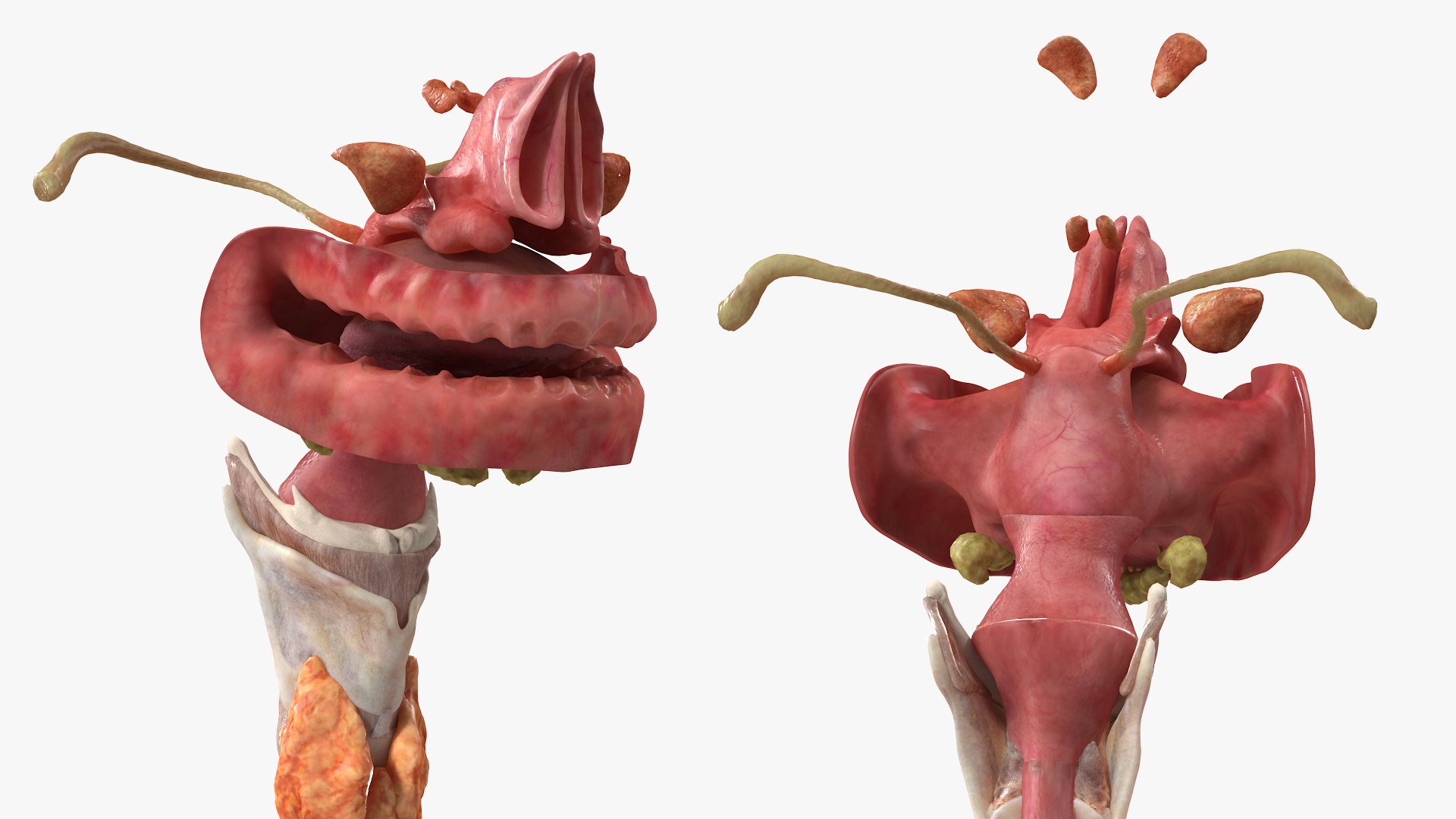 3D Female Respiratory System model - TurboSquid 1839404